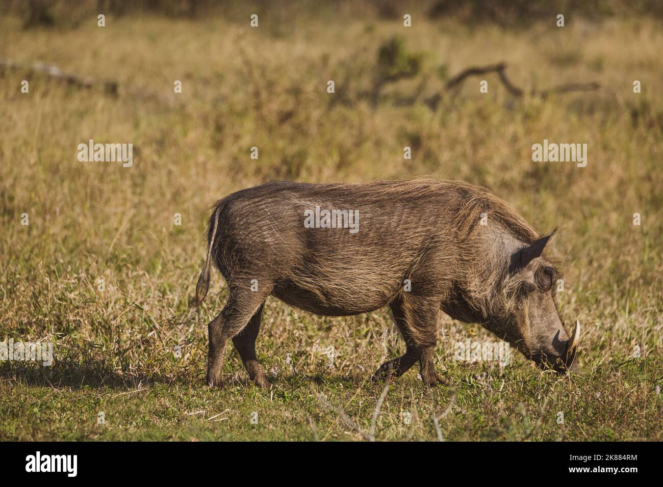A common warthog grazing on a rural nature reserve field Stock Photo ...