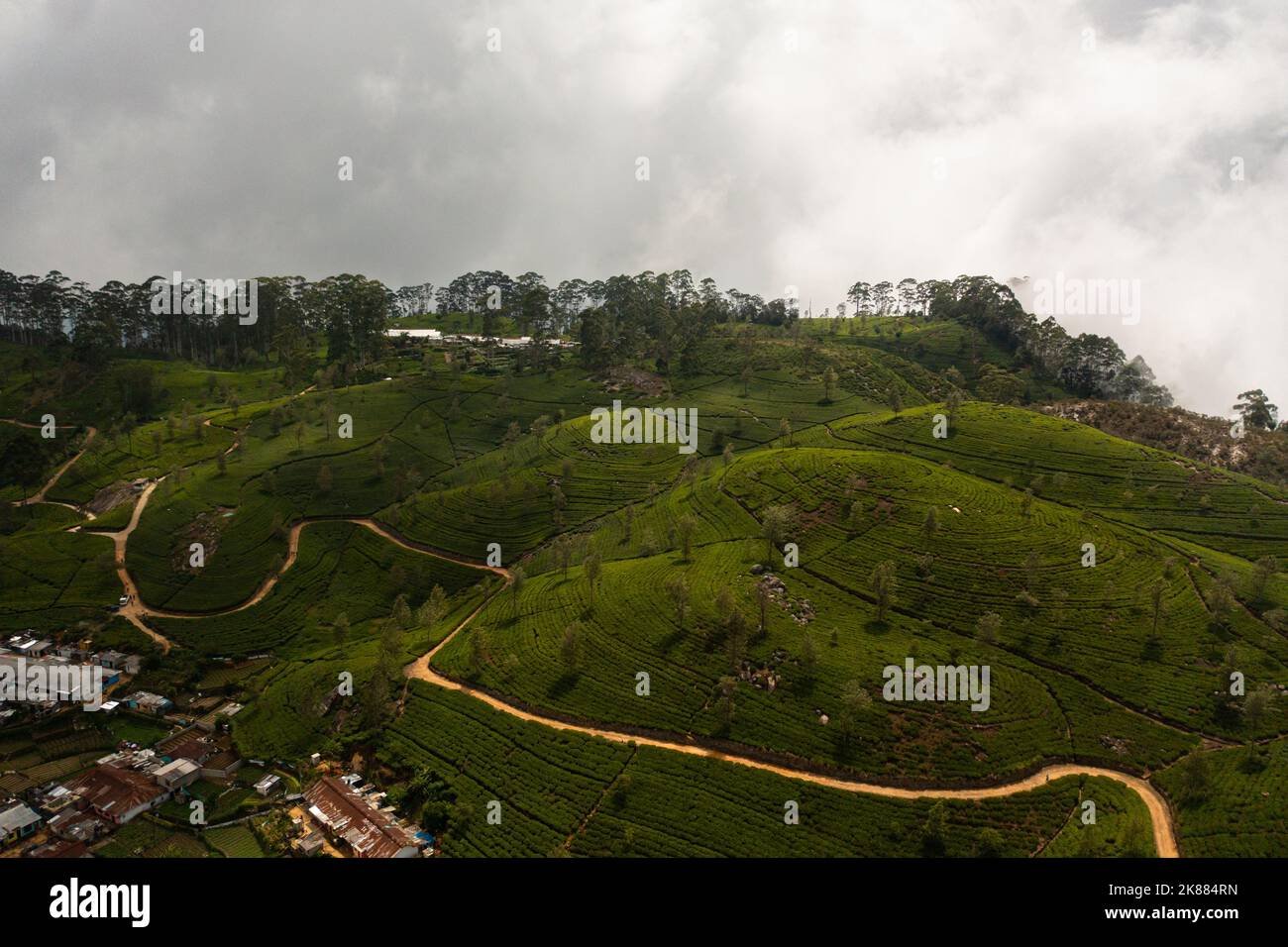 Aerial view of Tea plantations in Sri Lanka. Mountain landscape with ...