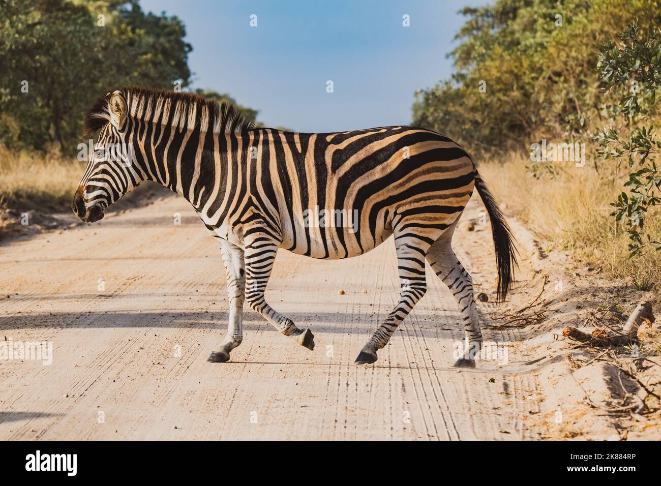 A beautiful striped zebra crossing a trail road on a nature reserve ...