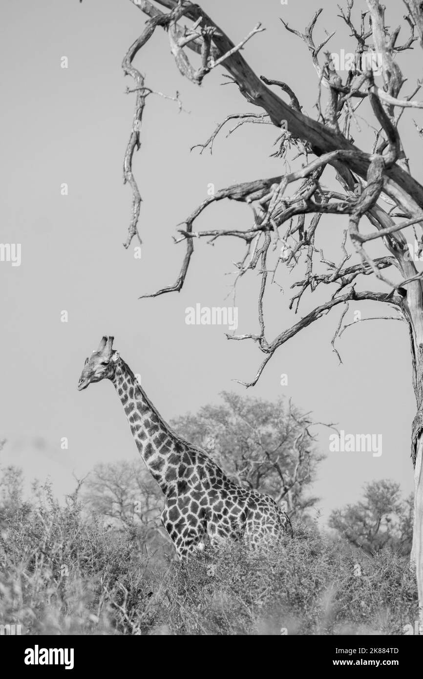 A vertical grayscale shot of a spotted giraffe under a tree on a nature ...