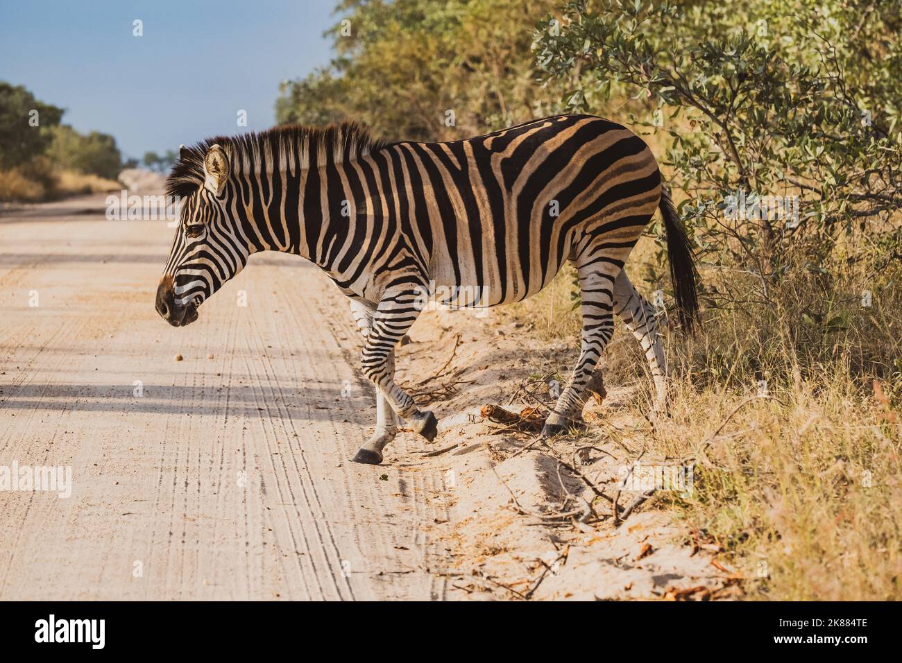 Zebra horse cross hi-res stock photography and images - Alamy