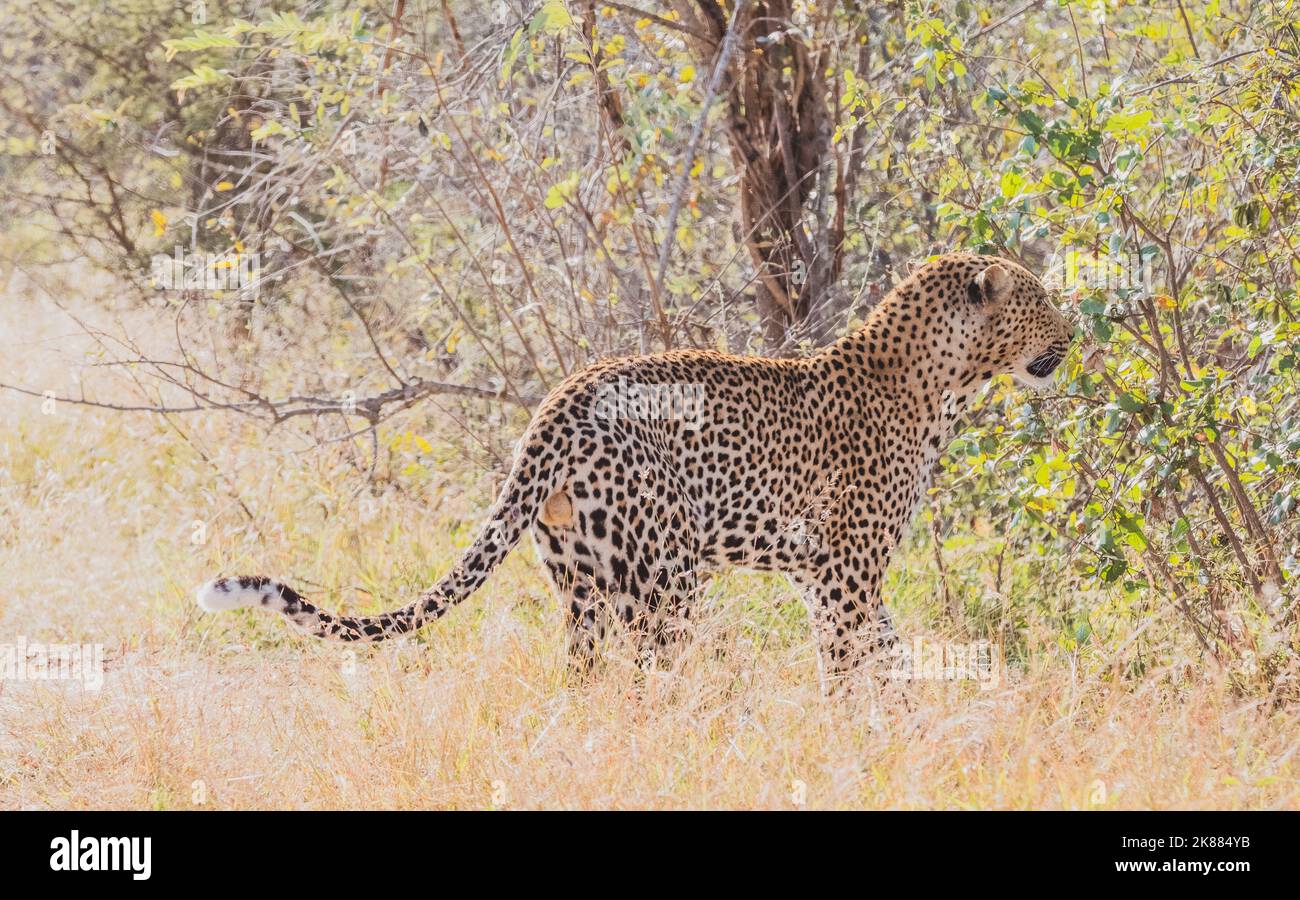 A beautiful spotted leopard grazing on a rural field in a nature ...