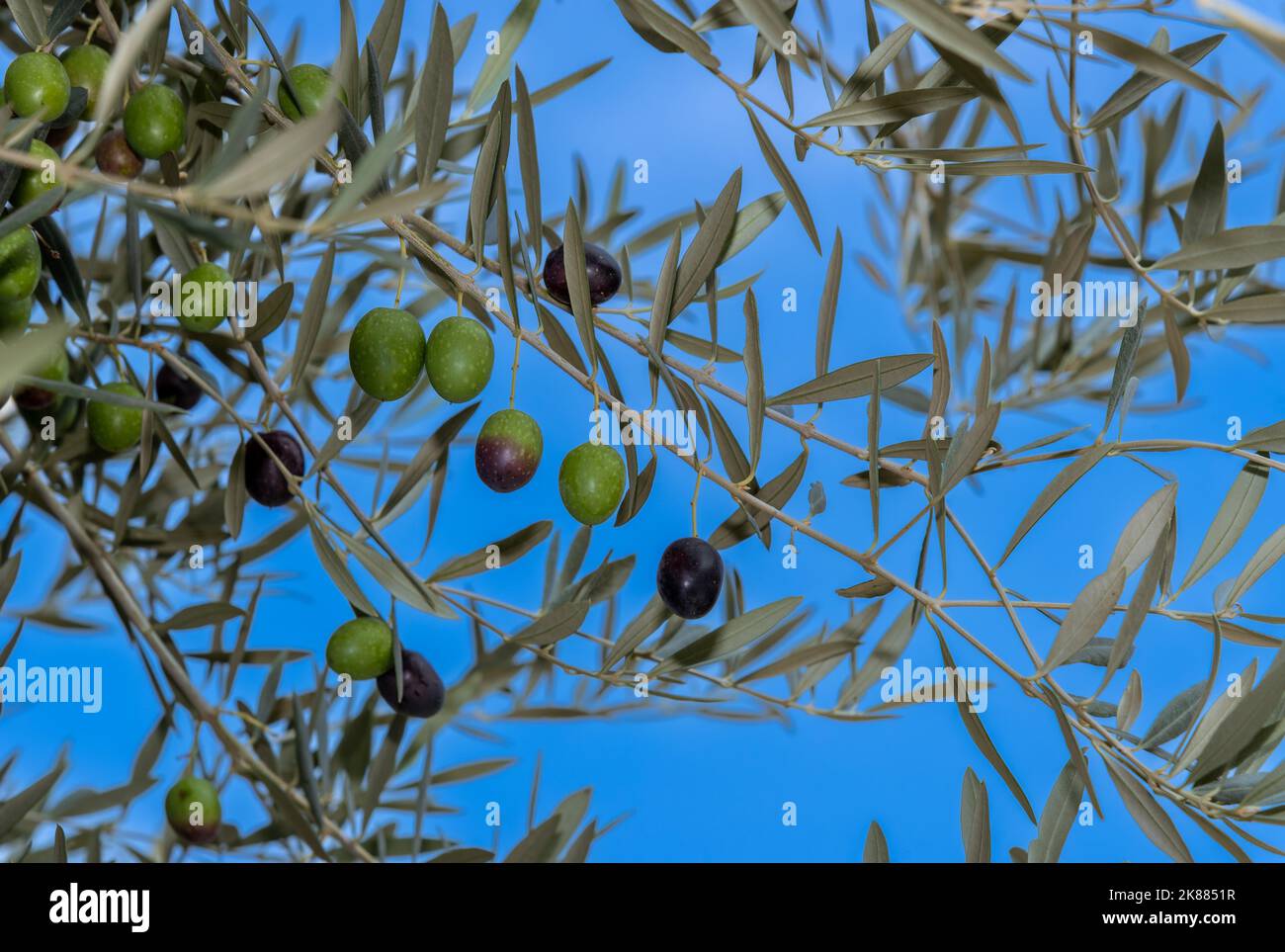 Olive tree with fruits, close up of olive branches with olives on blue ...
