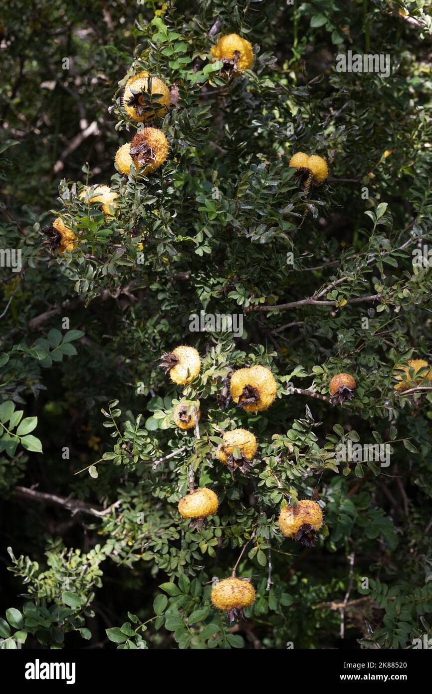 Chestnut rose hi-res stock photography and images - Alamy