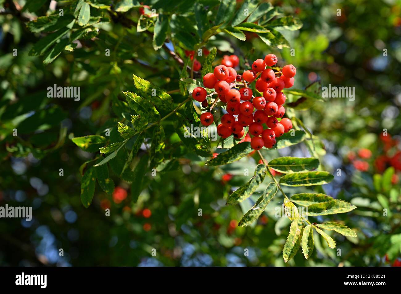 Beautiful autumn nature concept. A tree with red fruits - rowanberries ...