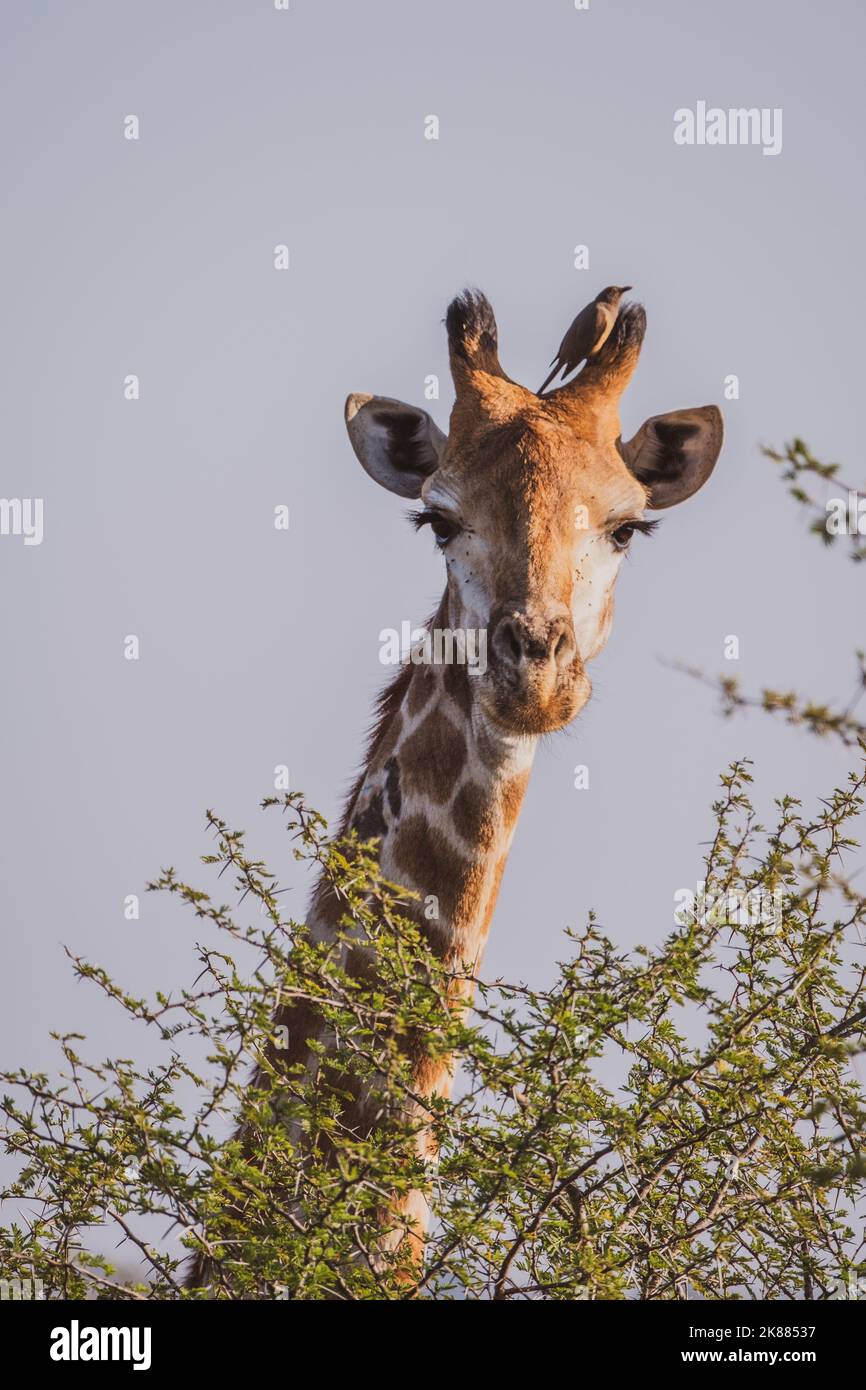 A vertical shot of a spotted giraffe face near trees in a blue sky ...