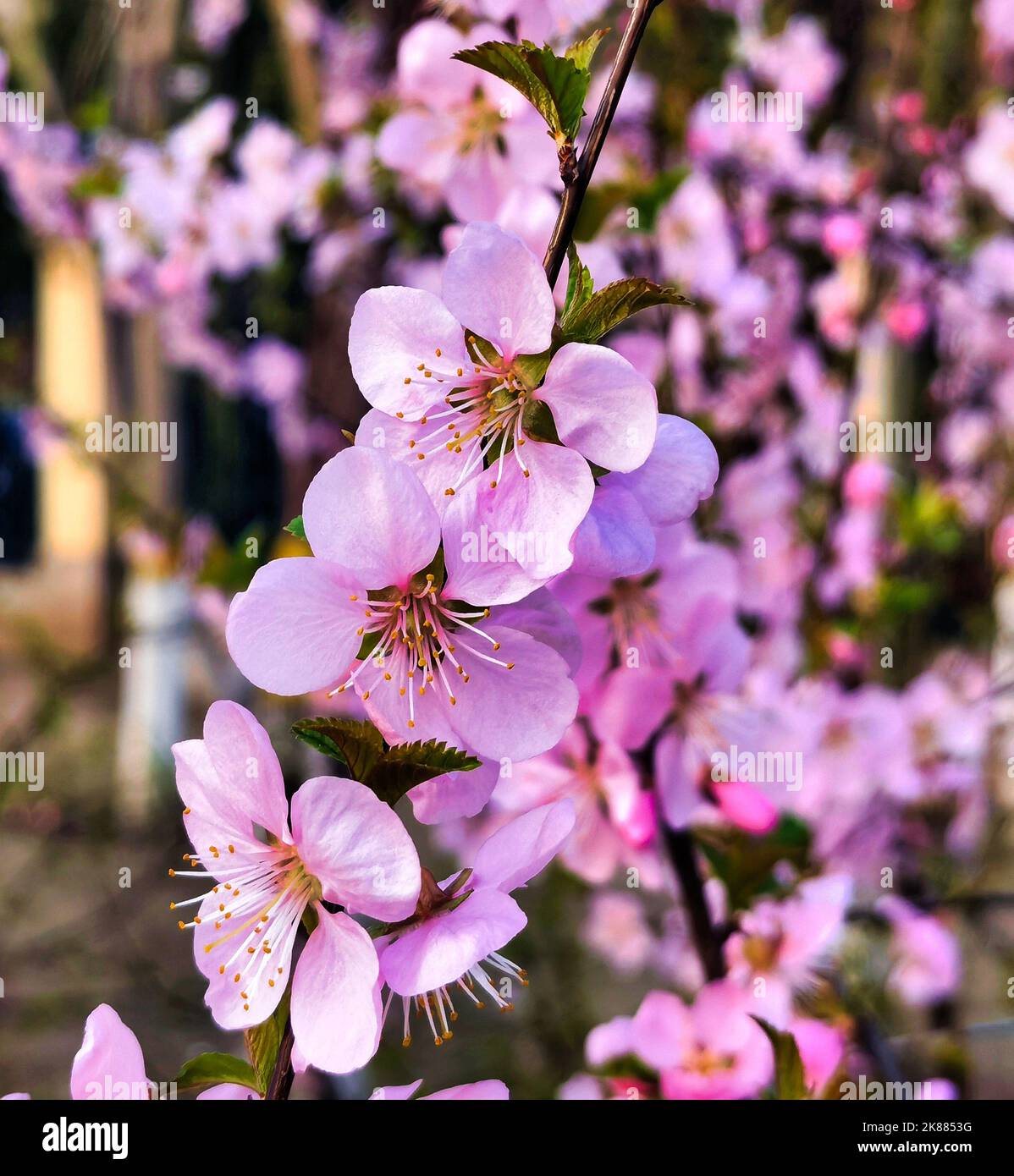 A close up of tree blossoms in spring Stock Photo - Alamy