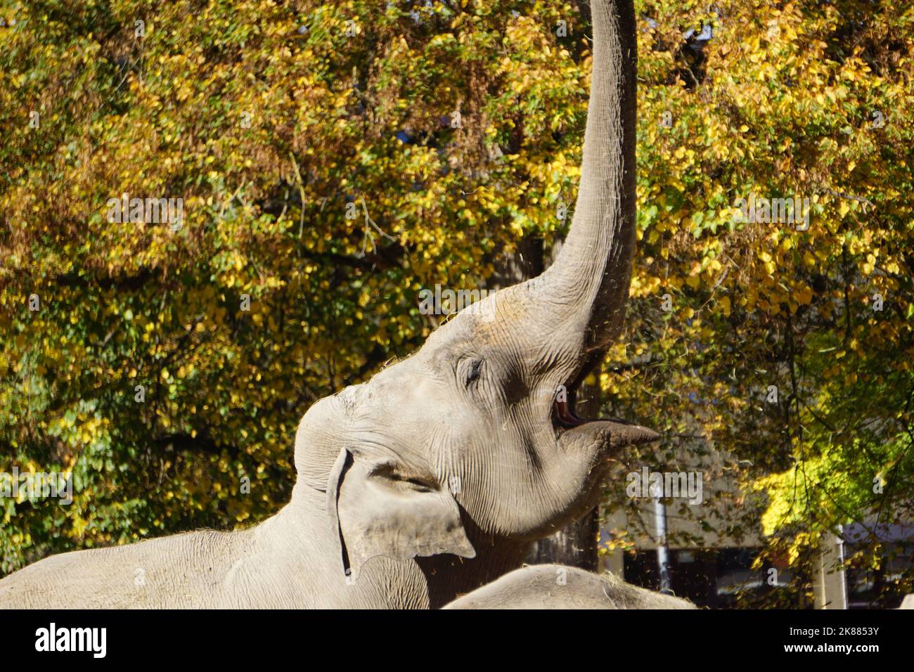 a closeup of an elephant roaring against a background of trees Stock ...