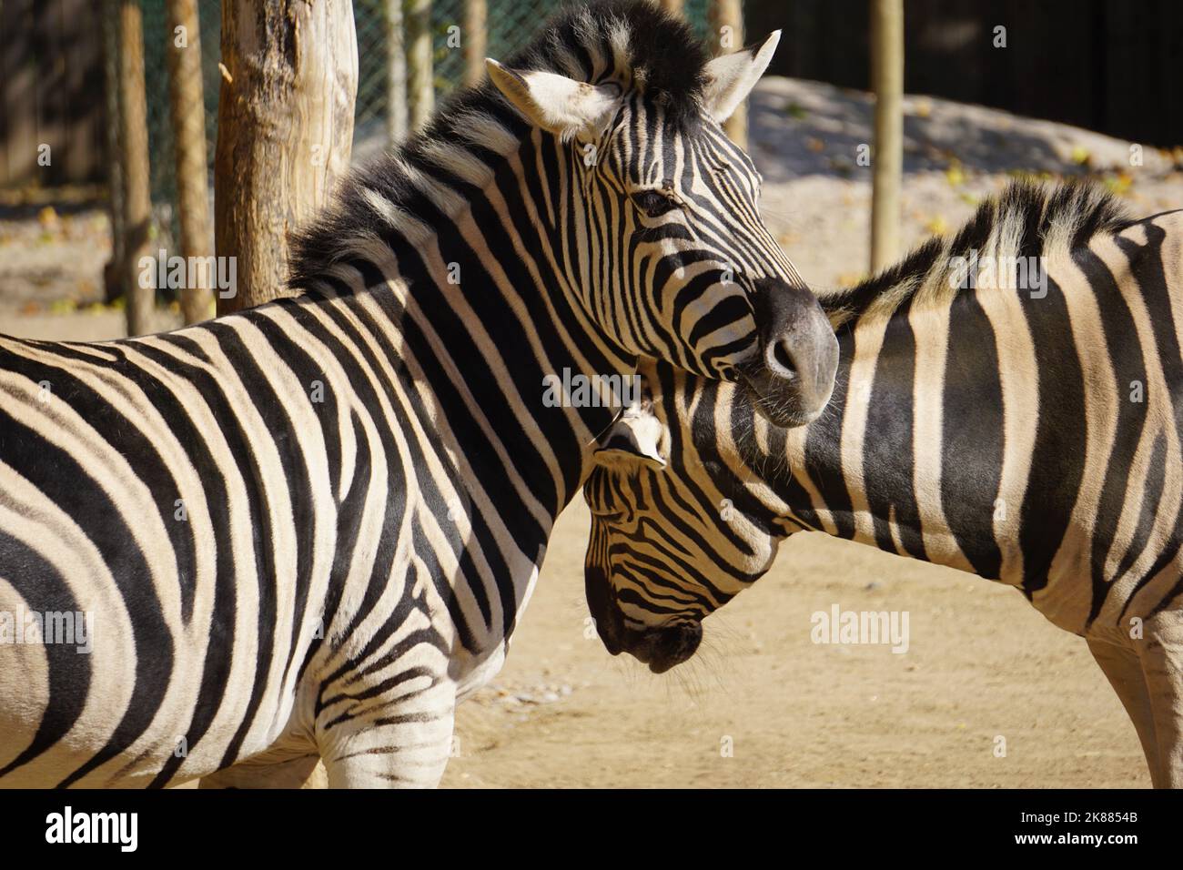 Two cute zebras in the zoo on a sunny day, Hippotigris Stock Photo - Alamy