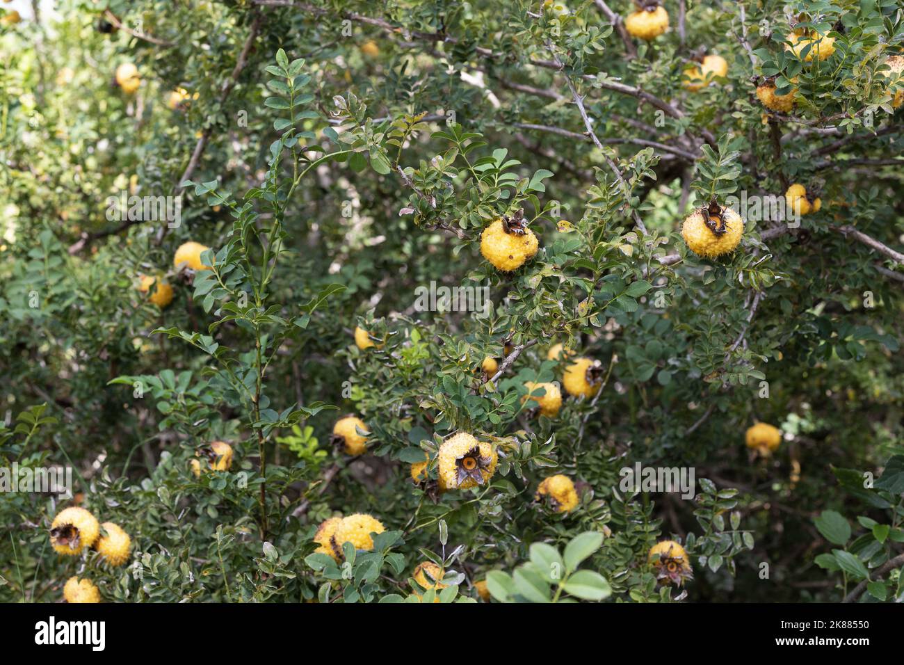 Rose chestnut hi-res stock photography and images - Alamy