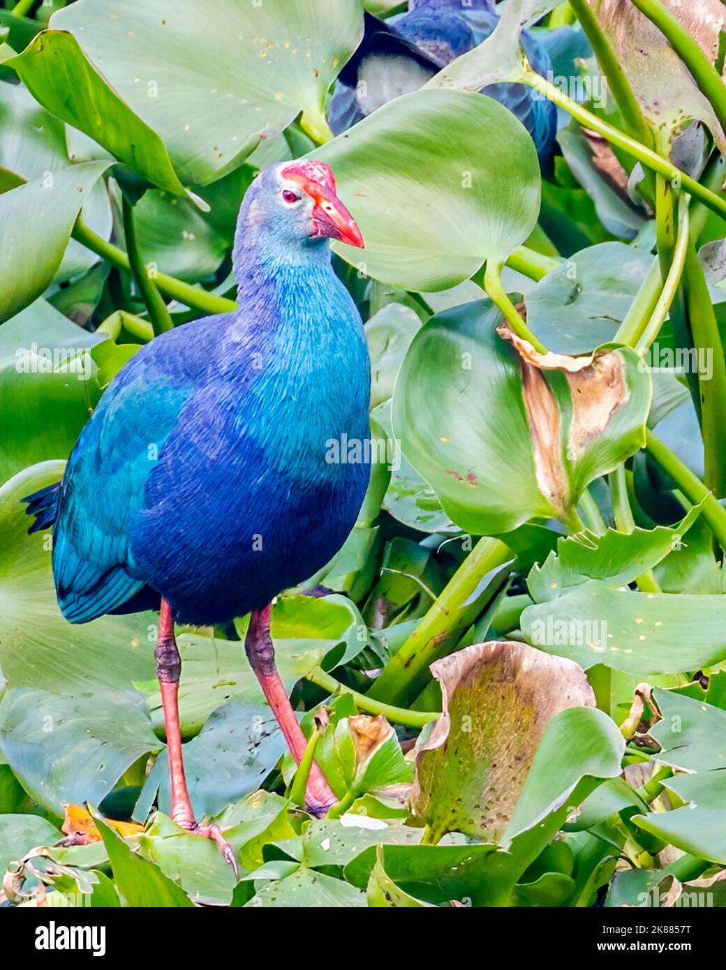 A purple swamphen in a water lake Stock Photo - Alamy