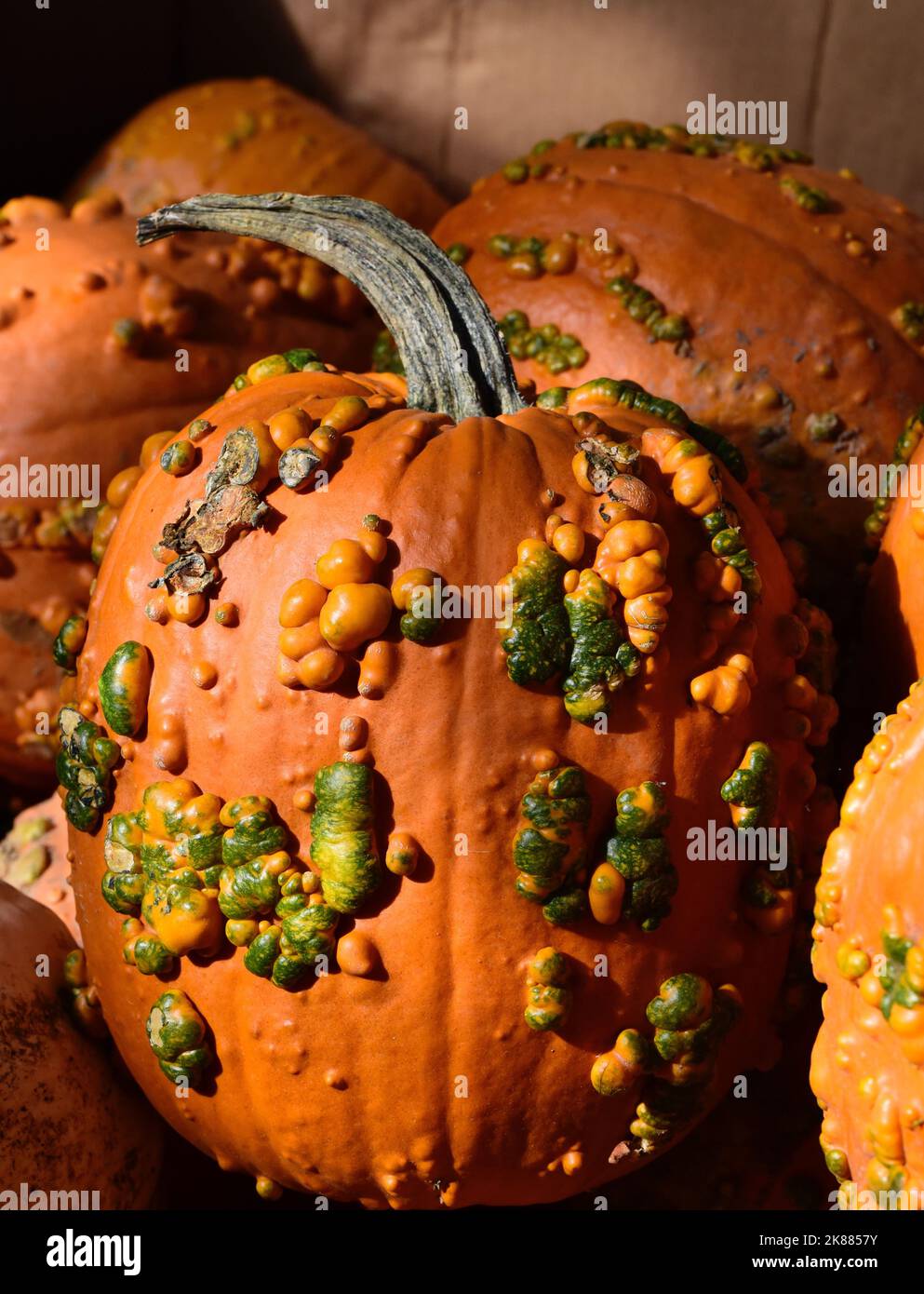 Warty goblin hi-res stock photography and images - Alamy