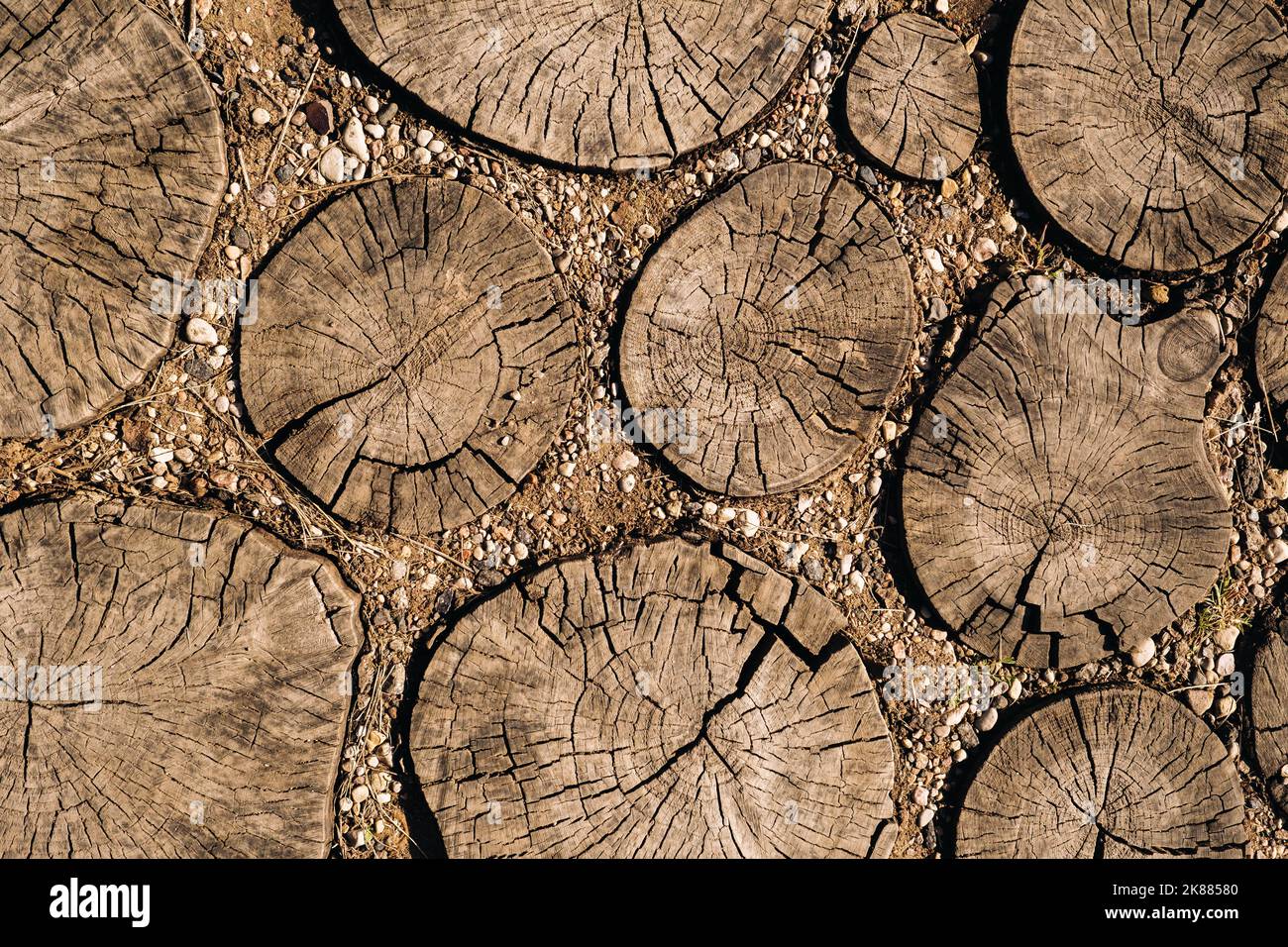 the old path is laid out of round wooden sections. Background of wooden ...