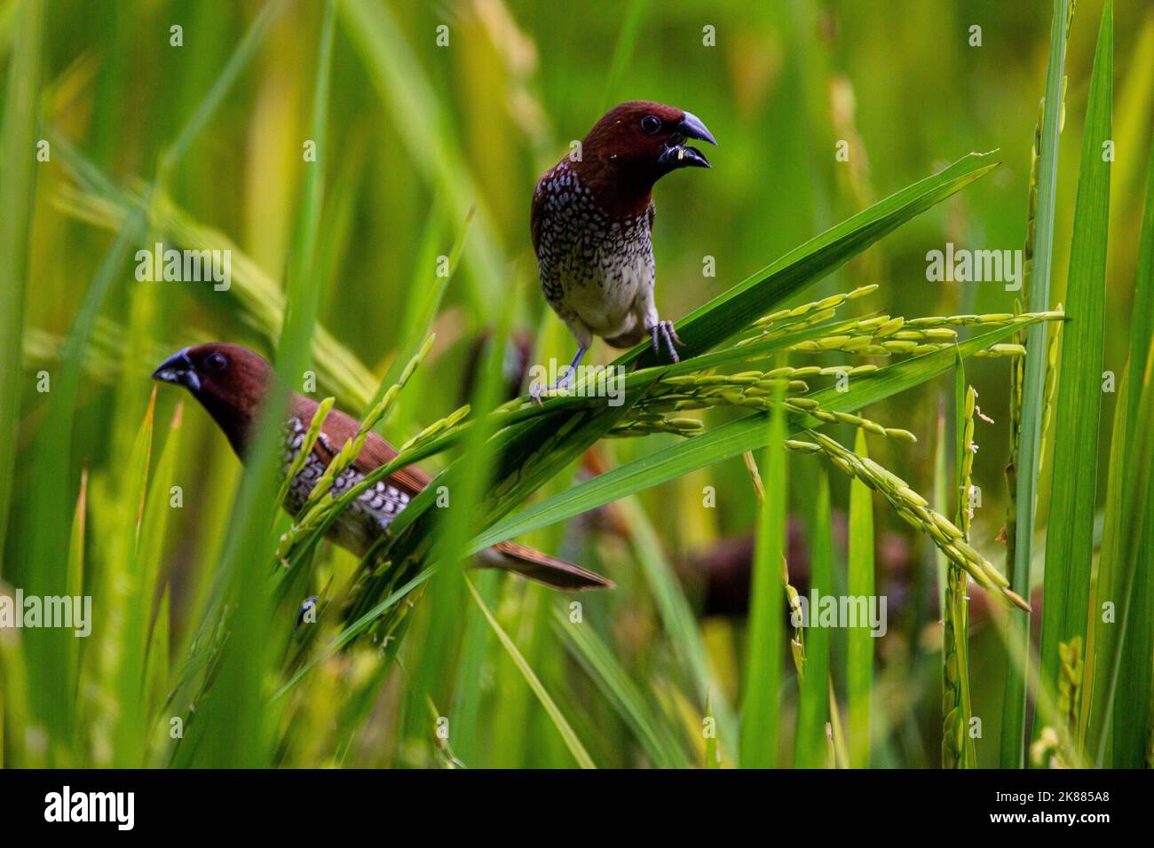 A flock of scaly-breasted munia birds perched on wild green grass Stock ...