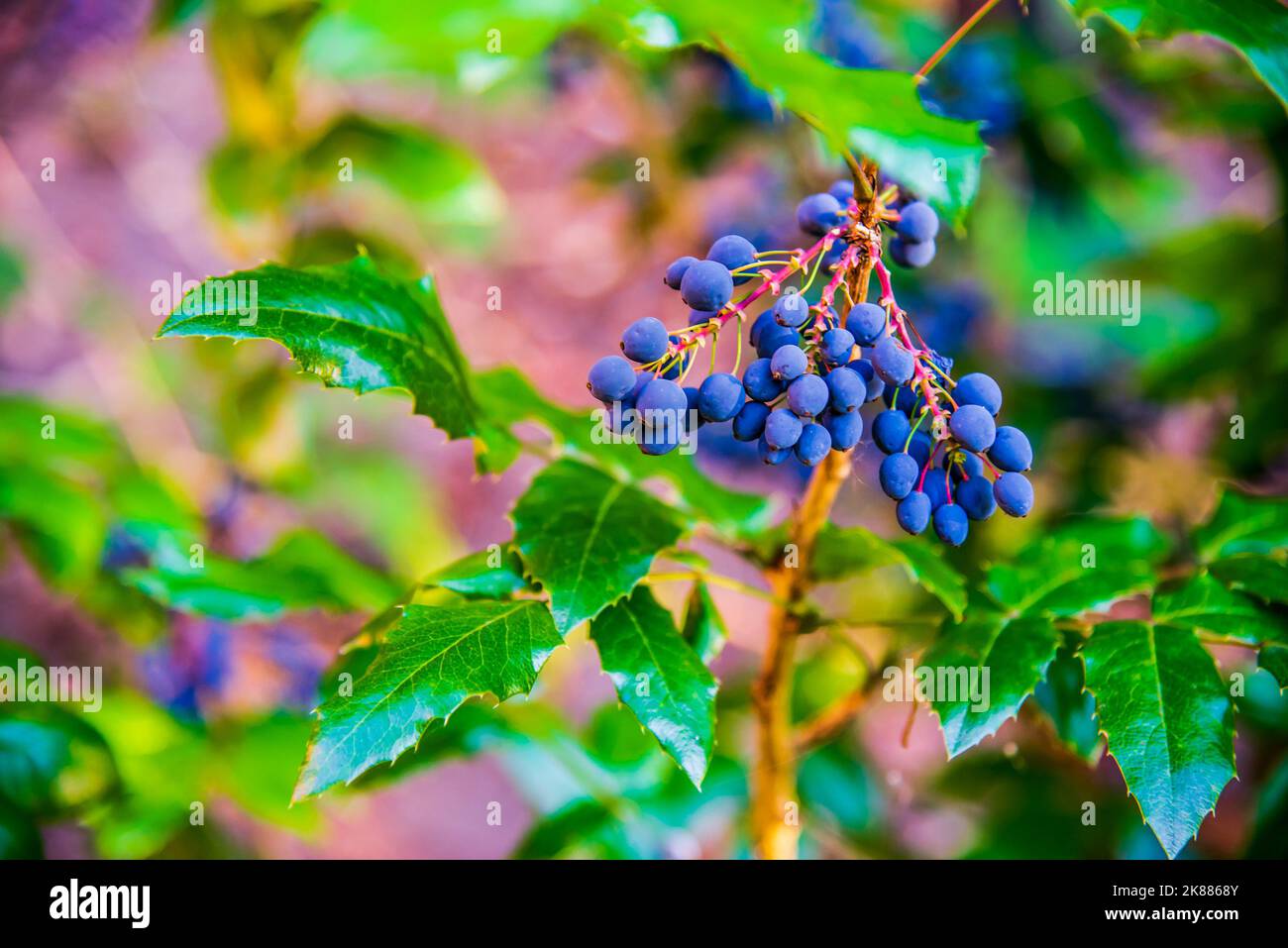 Mahonia aquifolium (Oregon-grape or Oregon grape), blue fruits in the ...