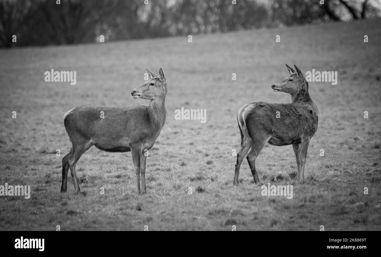 A grayscale of two standing deer looking back on an open field with ...