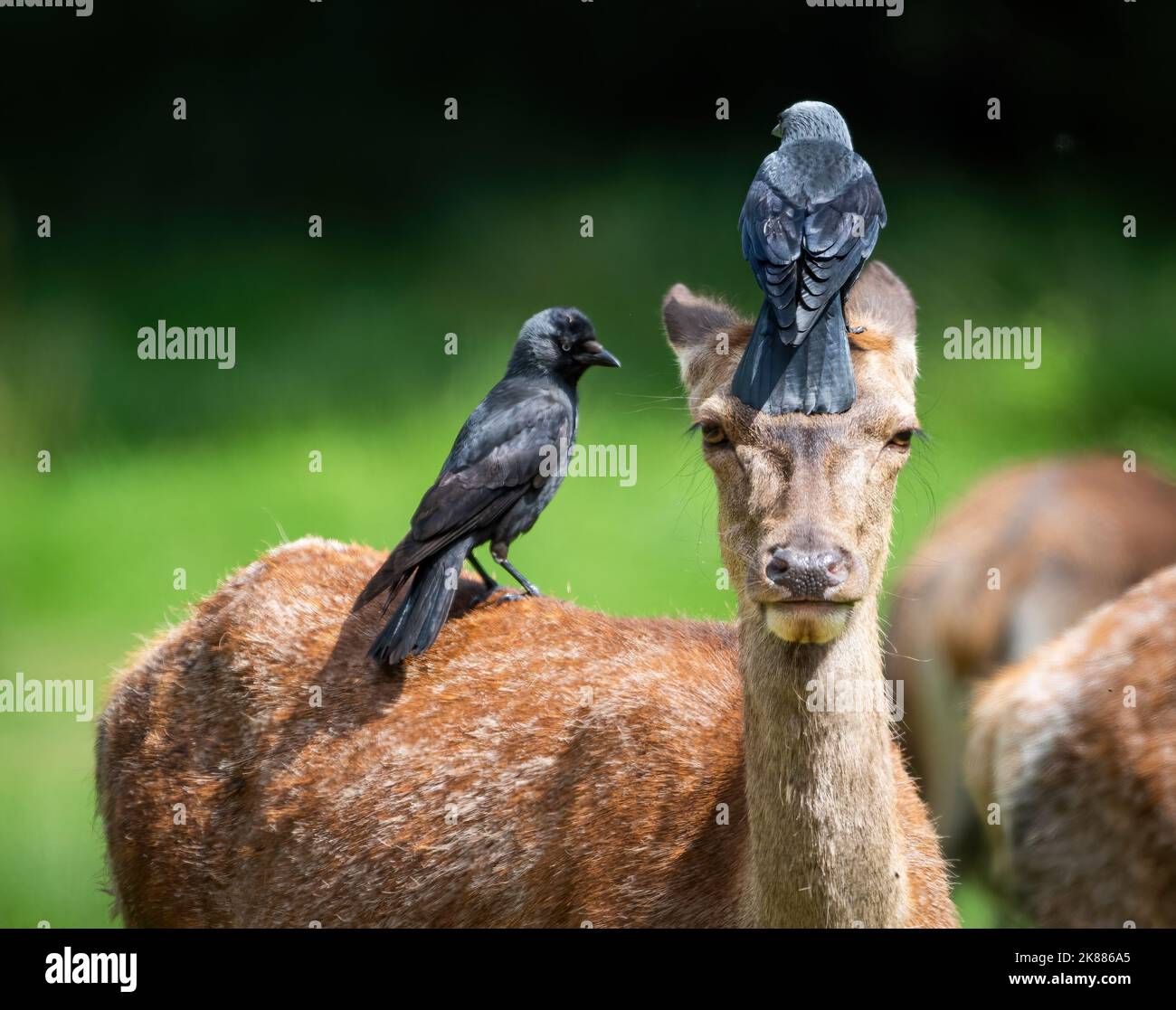 Set back ears hi-res stock photography and images - Alamy