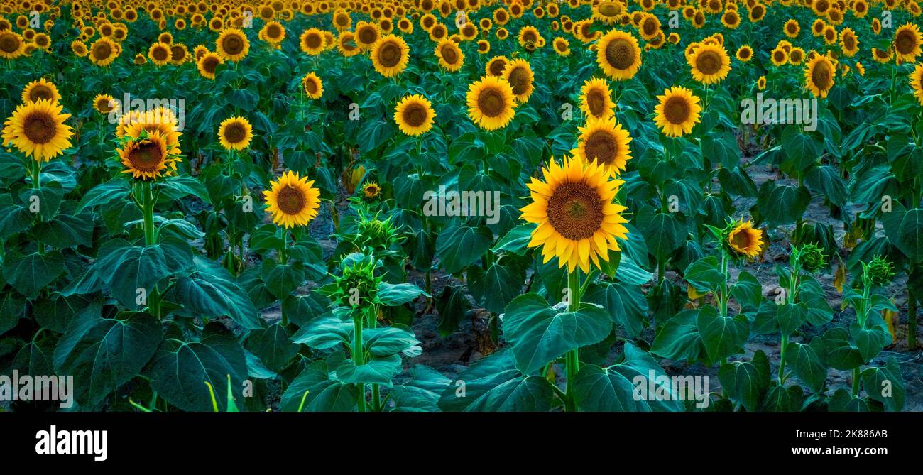 A beautiful panoramic view of a field of yellow sunflowers at a soft ...