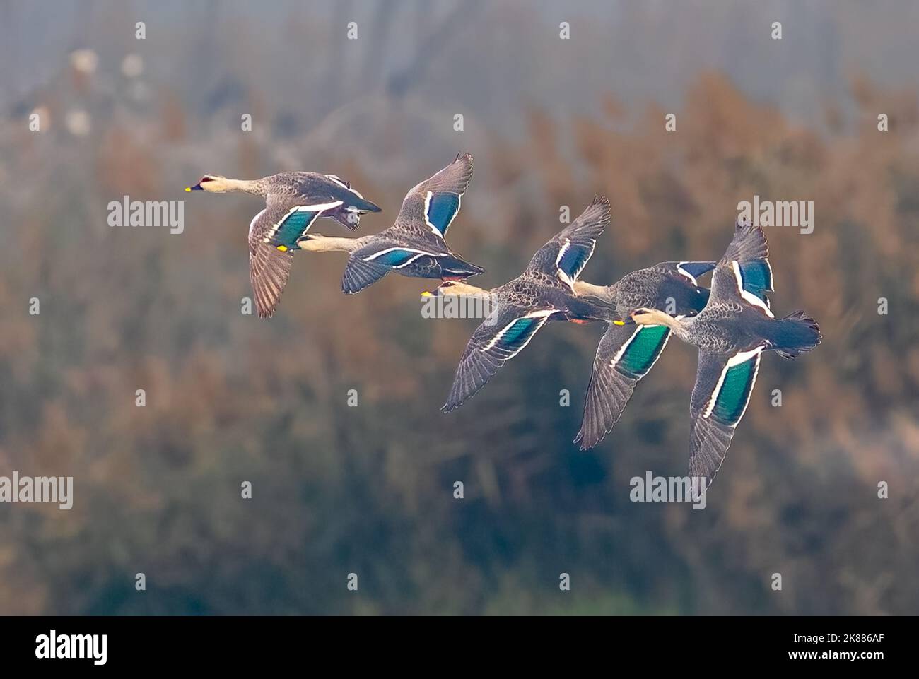 Spotted goose hi-res stock photography and images - Alamy