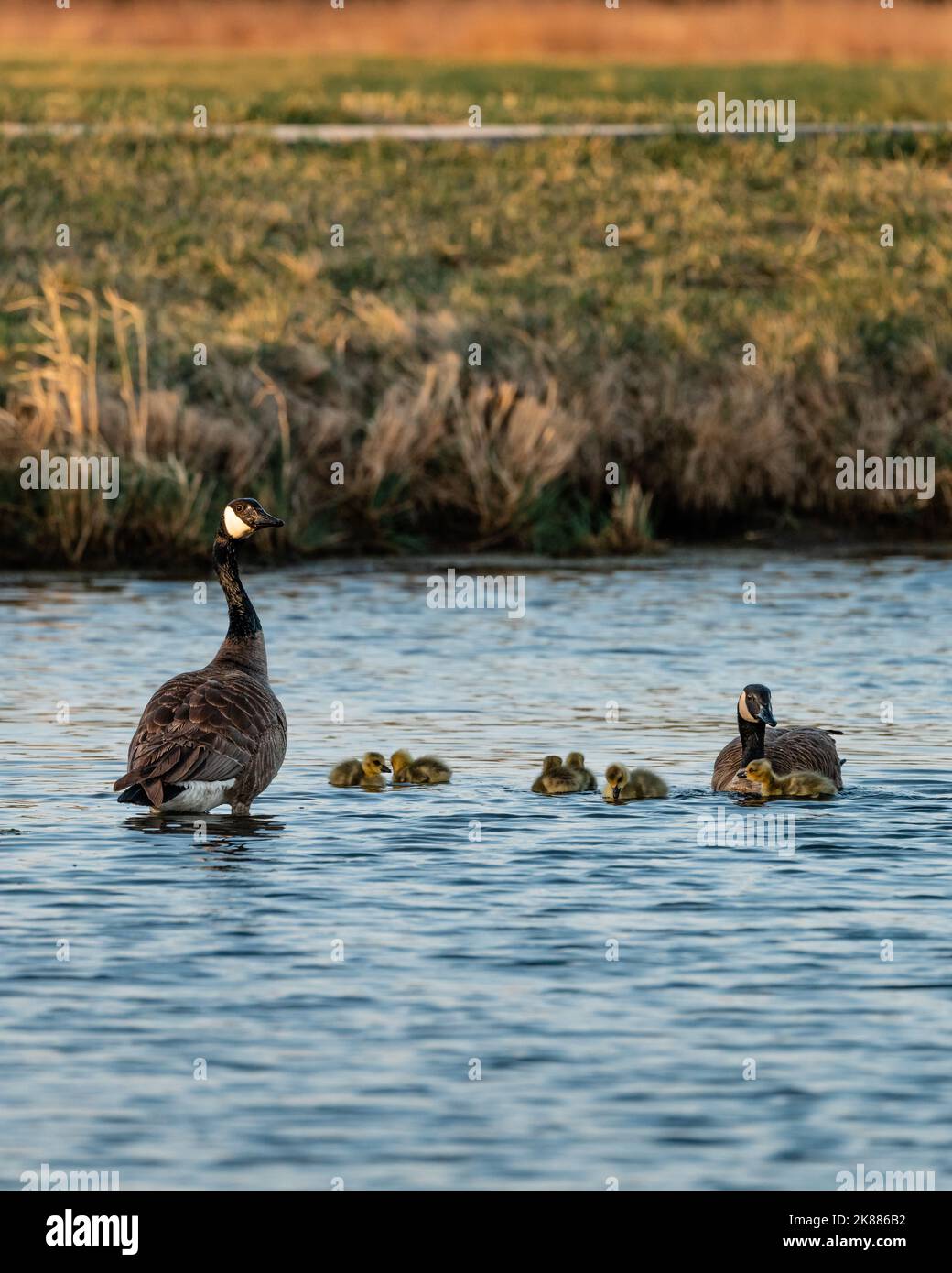 Grey goose waterfowl duck family hi-res stock photography and images ...