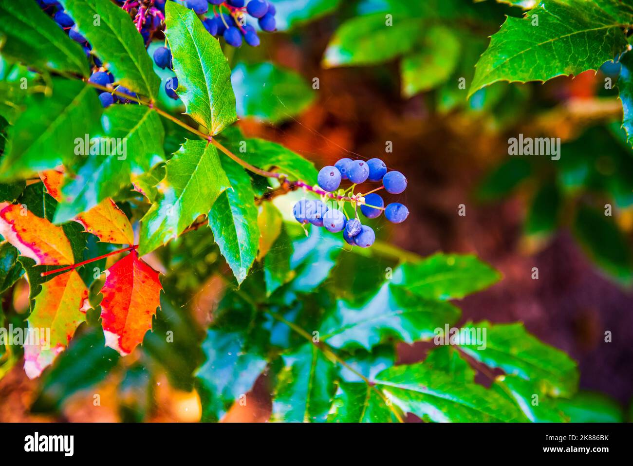 Oregon grape root hi-res stock photography and images - Alamy