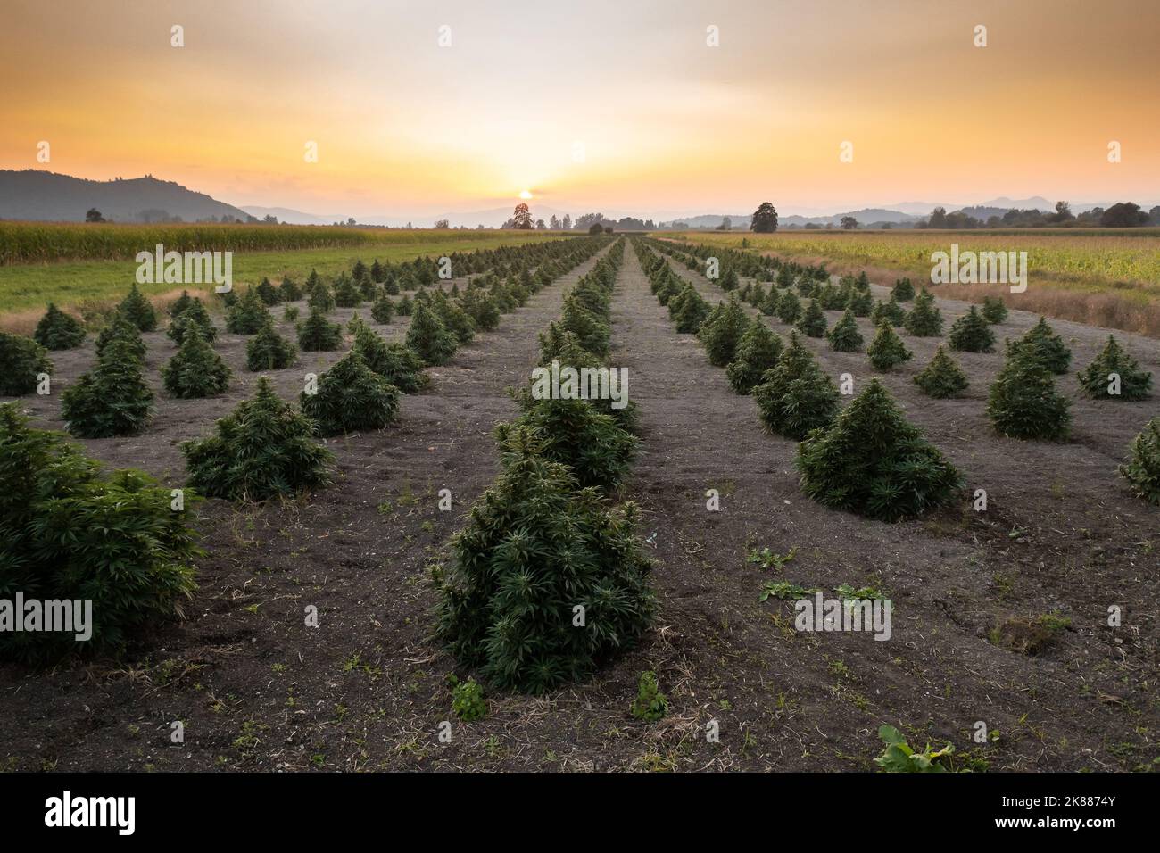 Aerial view of large cannabis medical marijuana hemp fields at sunset ...