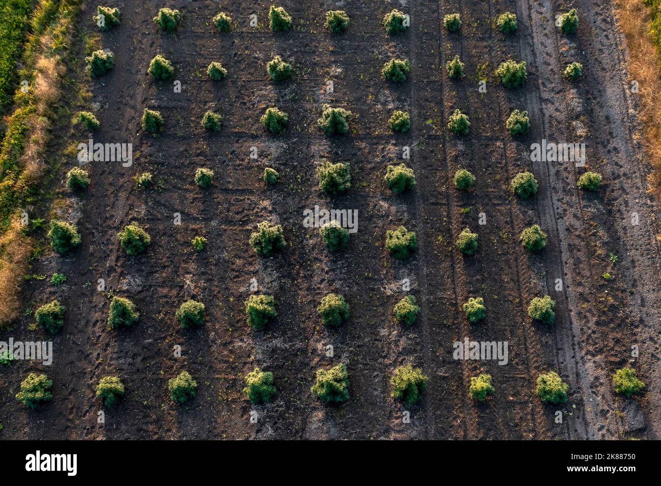 CBD hemp field, thickly planted stems of green industrial plants, top ...