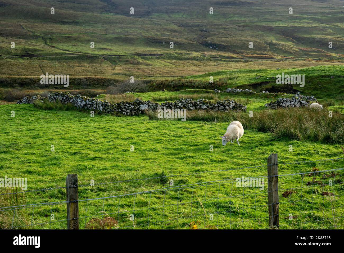 Sheep in a field on the Isle of Skye Stock Photo - Alamy