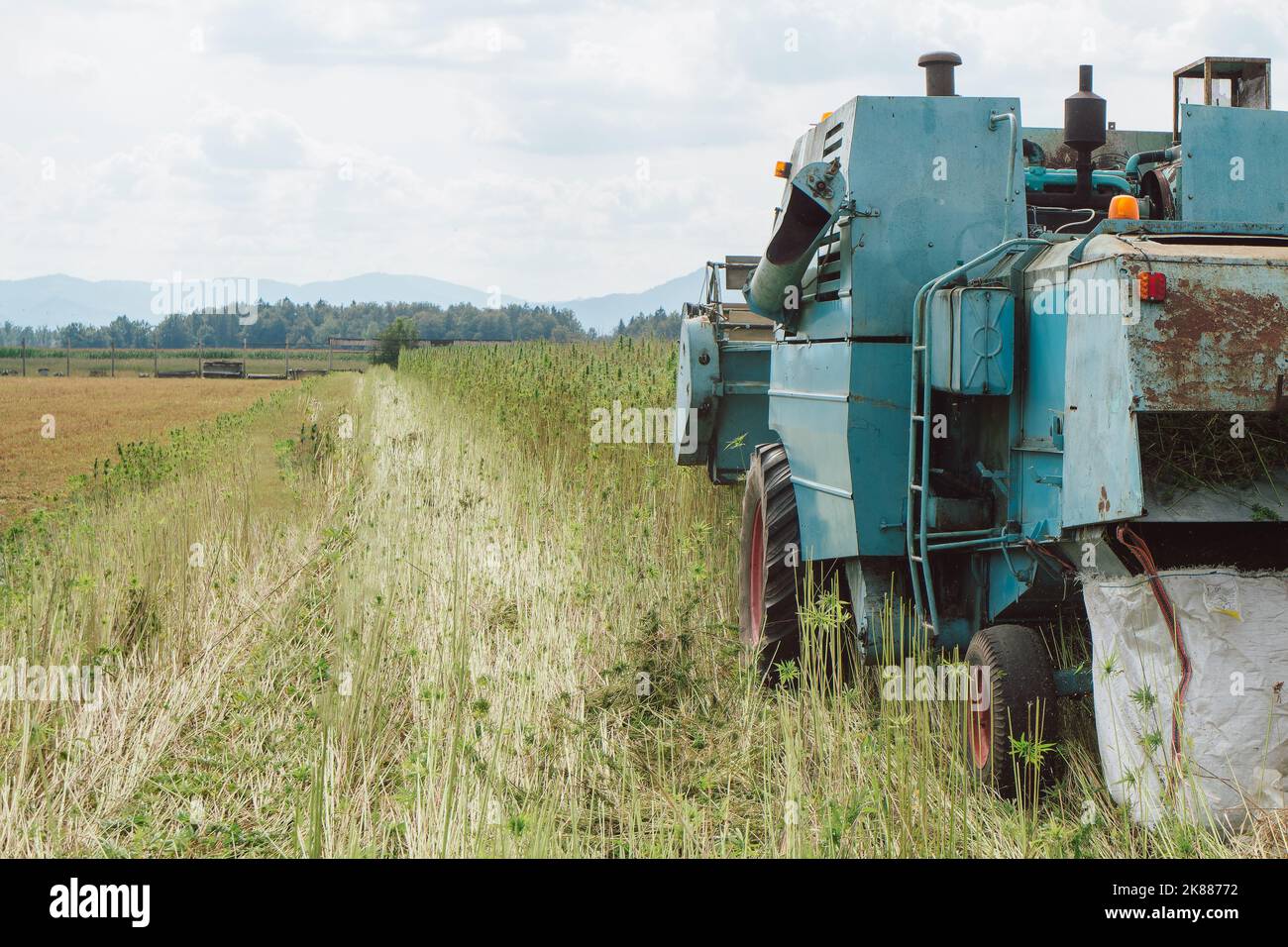 Combine on the field, industrial hemp harvesting season using ...