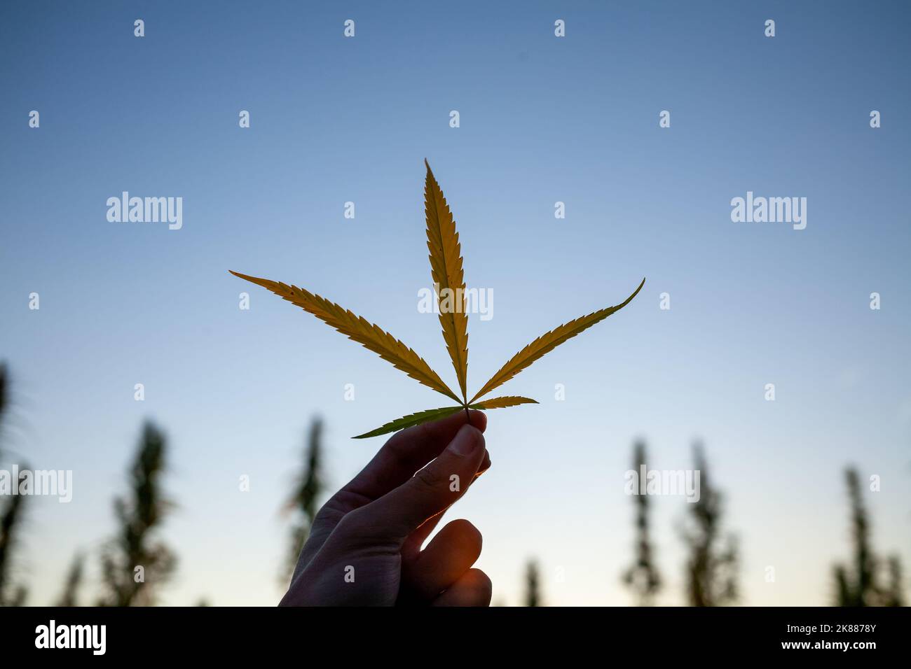 Marijuana leaf sun hi-res stock photography and images - Alamy