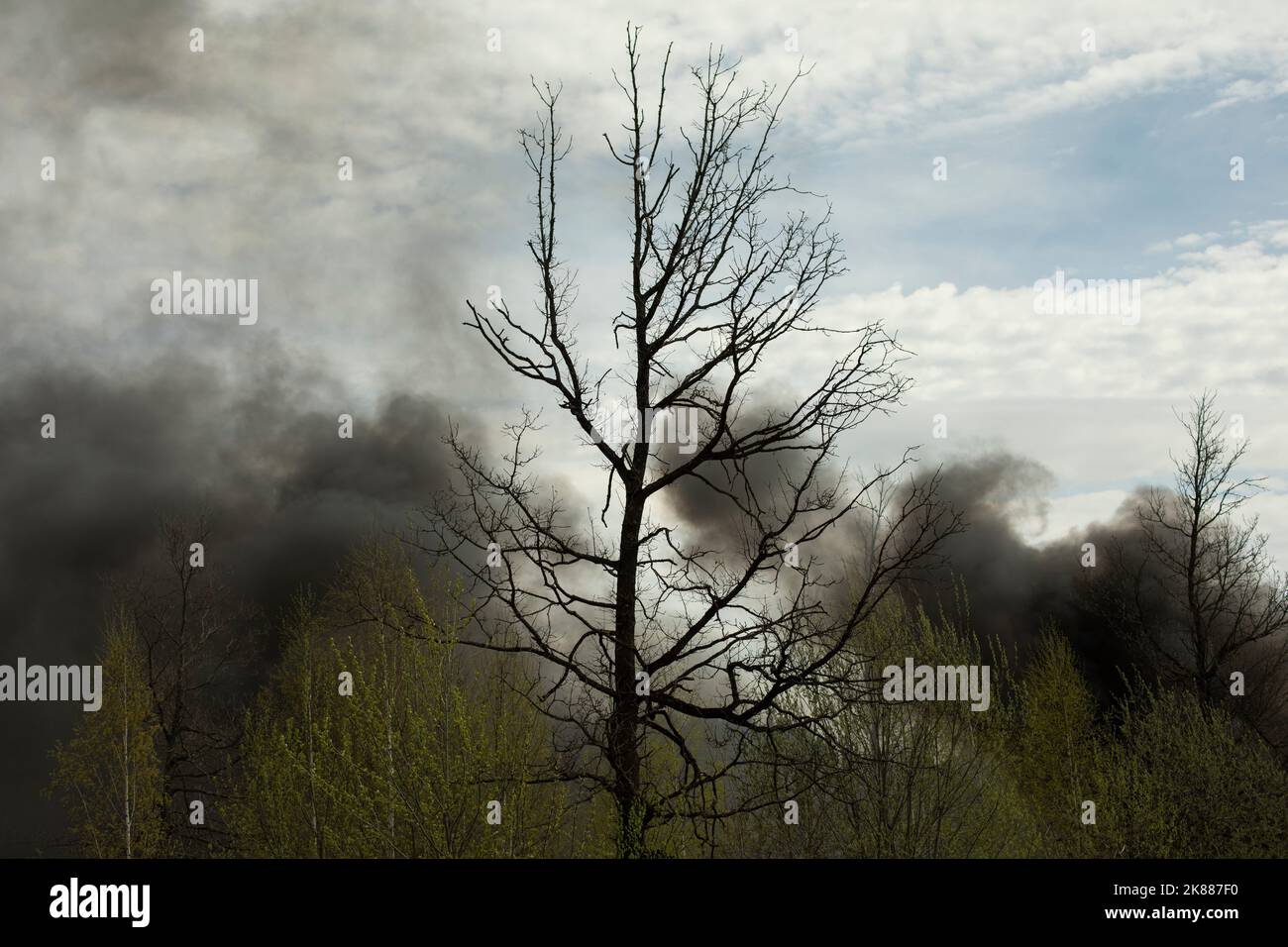 Fire in forest. Smoke over trees. Harm to nature. Burning garbage in ...