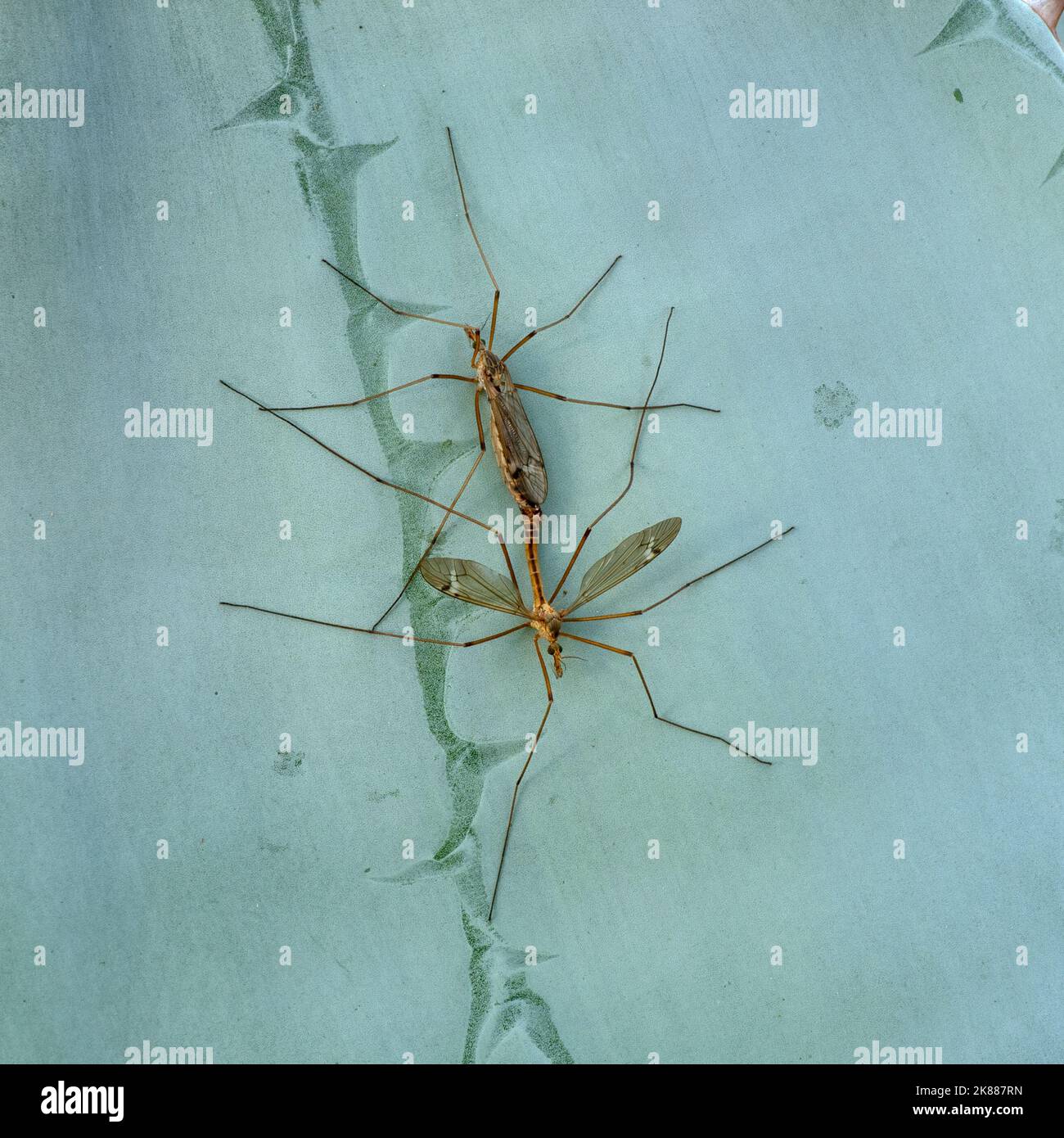 Mosquitoes mating hi-res stock photography and images - Alamy