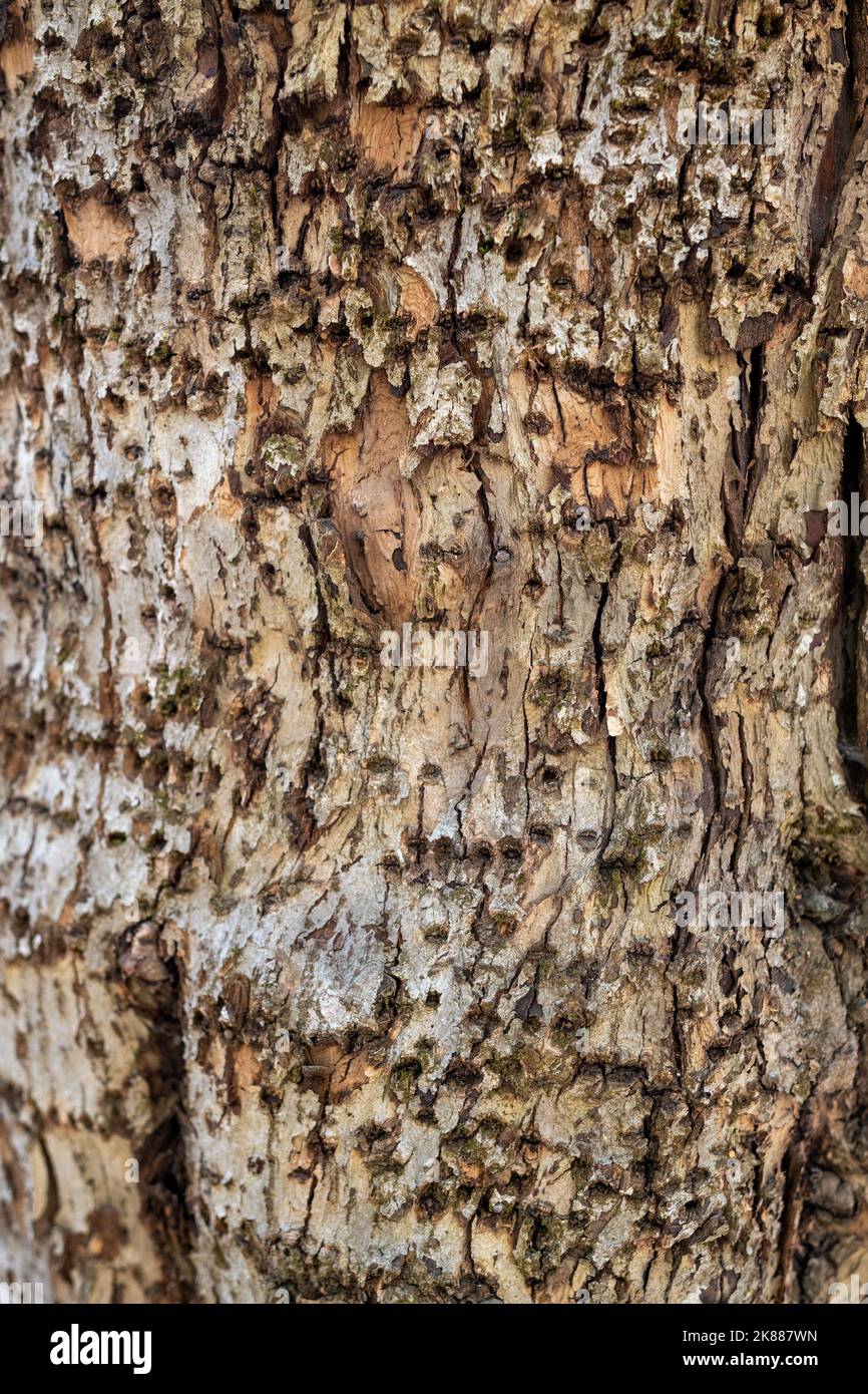 Coniferous tree damaged by Bark beetle with woodpecker holes. These ...