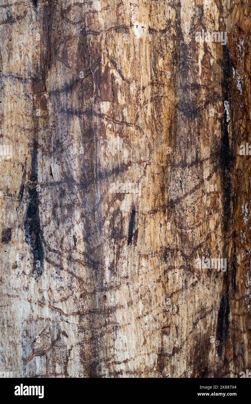 Base of a pine tree with Bark beetle mines. These insects reproduce in ...