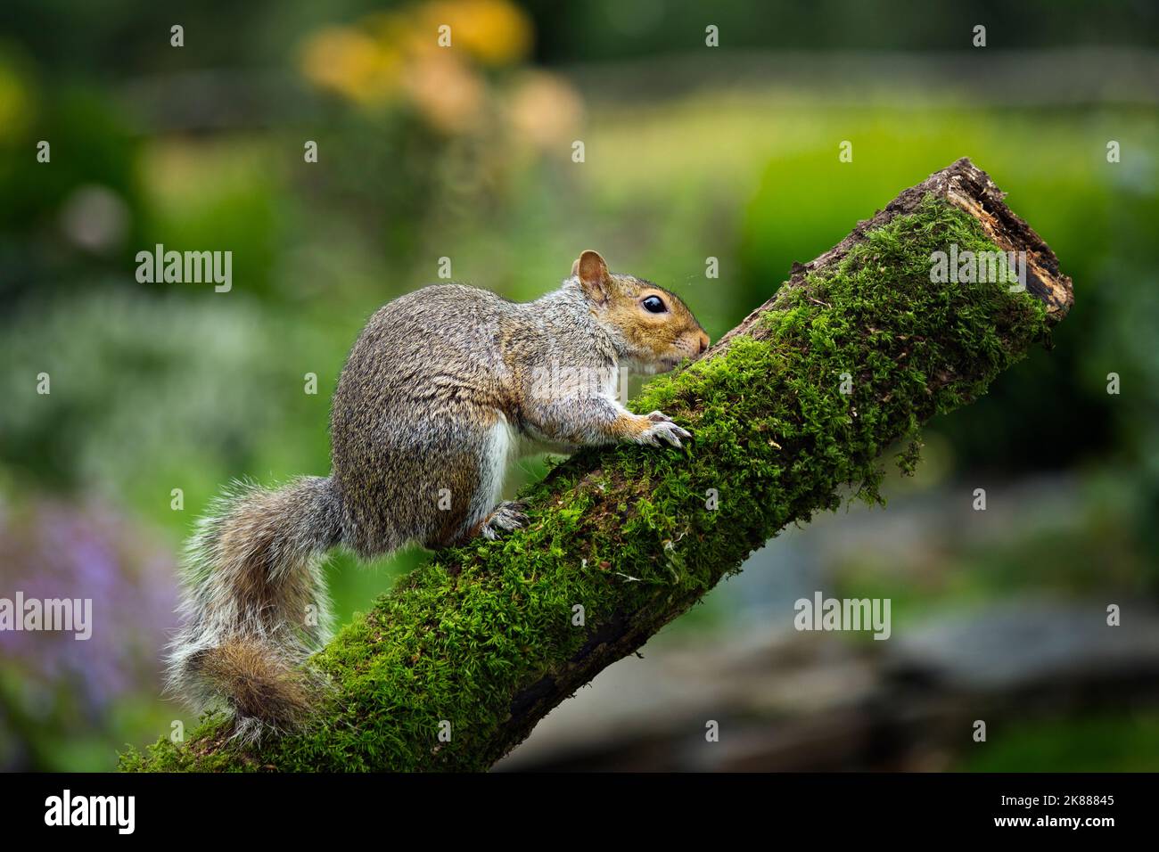 American eastern grey squirrel hi-res stock photography and images - Alamy
