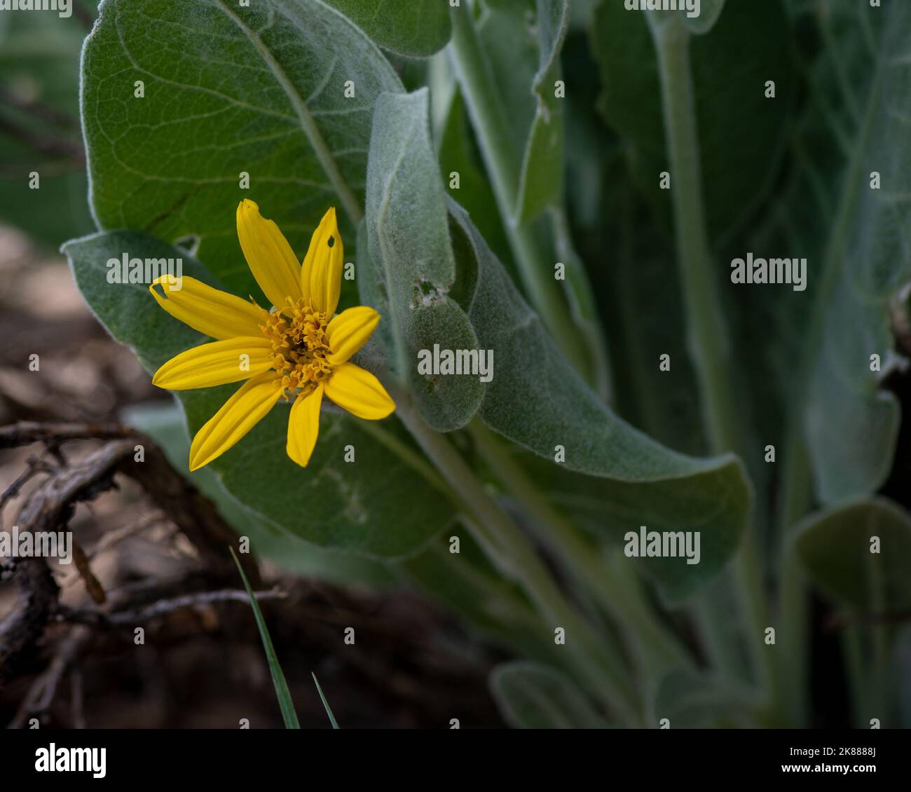Wyethia helenioides, Foothill mule-ears, yellow flower at the Stebbins ...