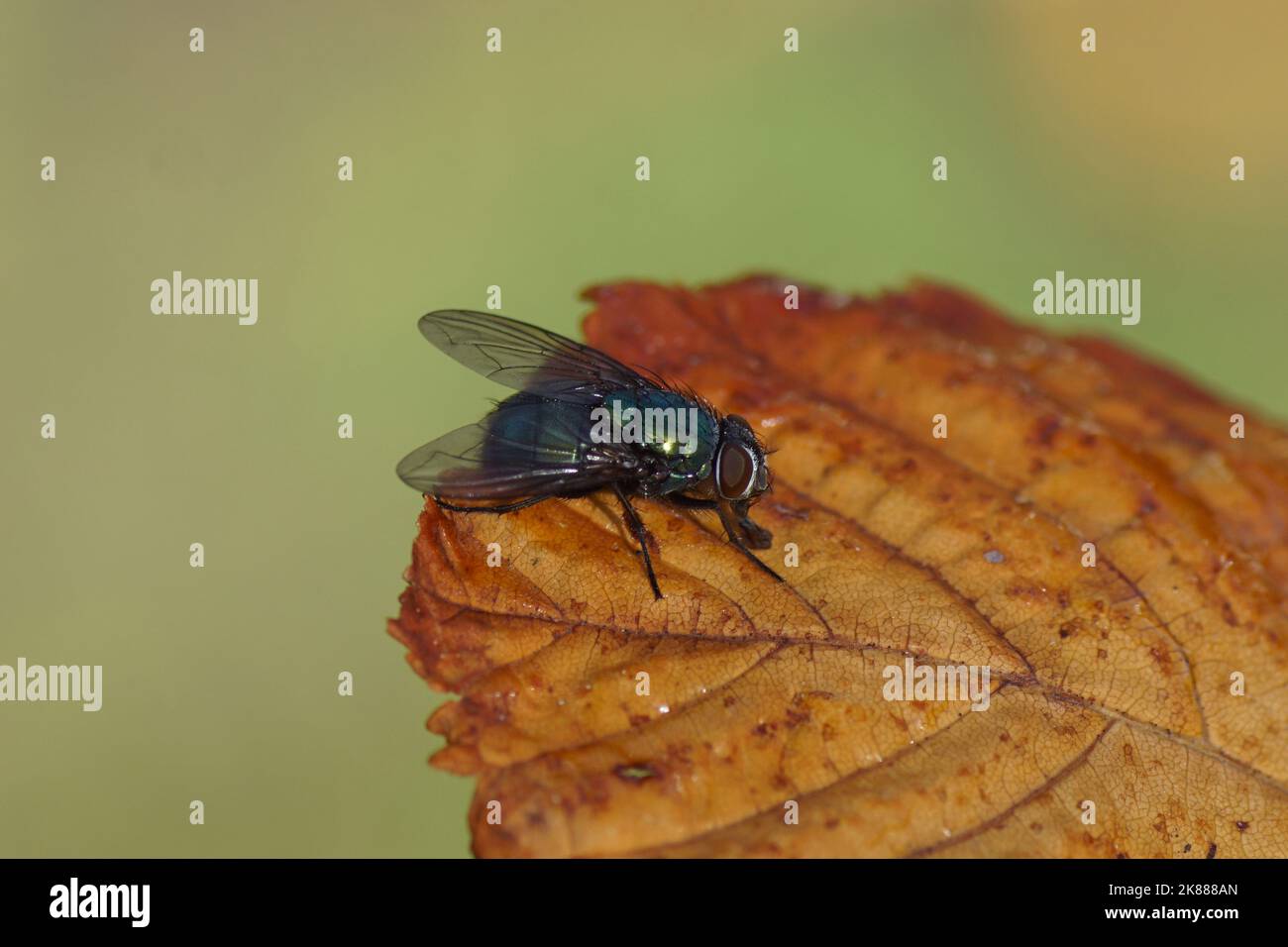 Female green bottle fly (Lucilia), family blow flies, Calliphoridae. On ...