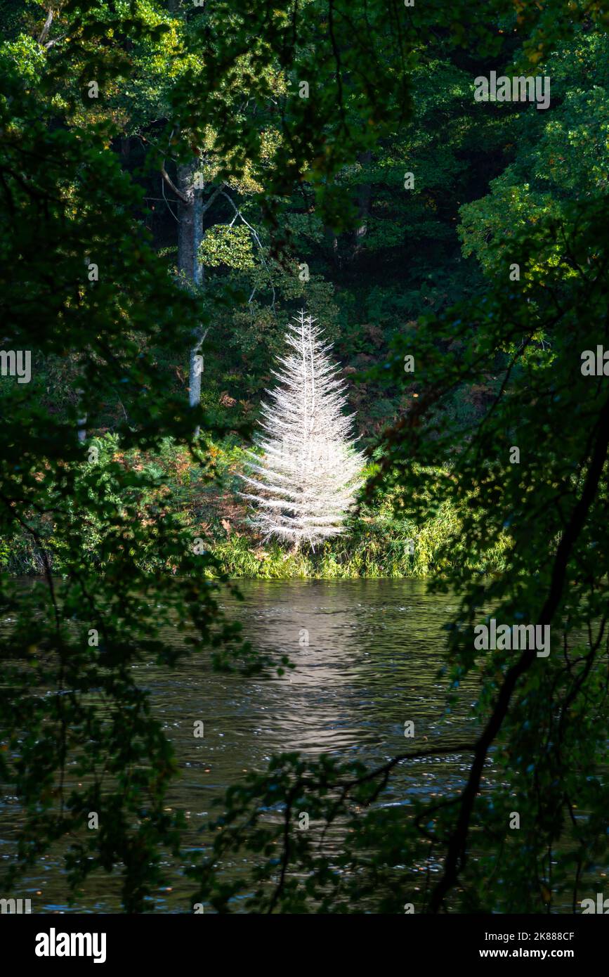 Two tall fir trees hi-res stock photography and images - Alamy