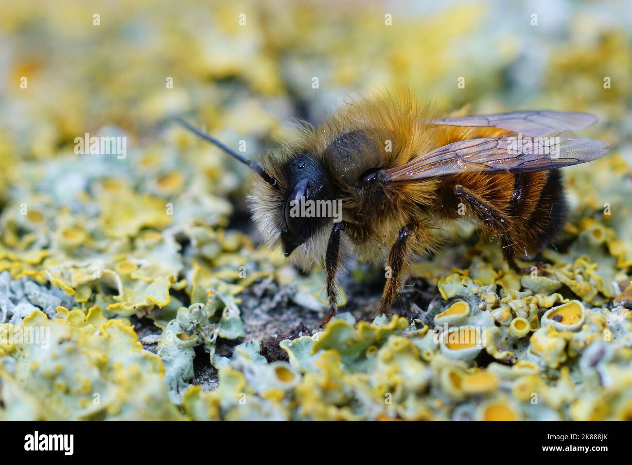 Closeup on a fresh emerged male red mason bee, Osmia rufa Stock Photo ...