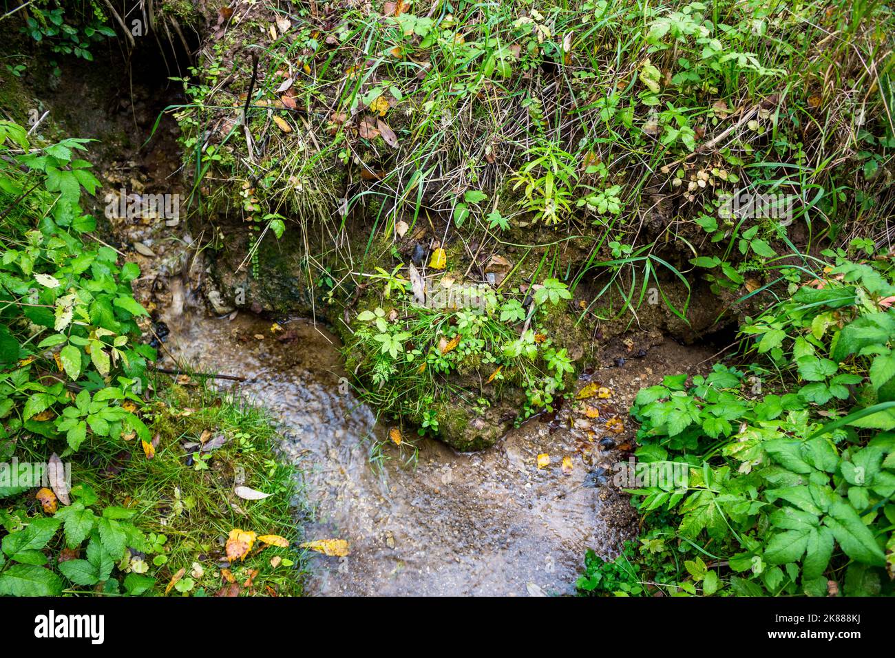Two springs coming out of the ground and merging into one stream Stock ...