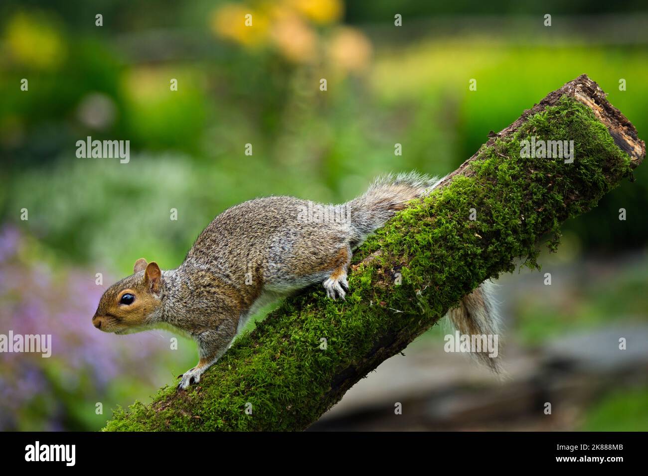 Eastern red squirrel hi-res stock photography and images - Alamy