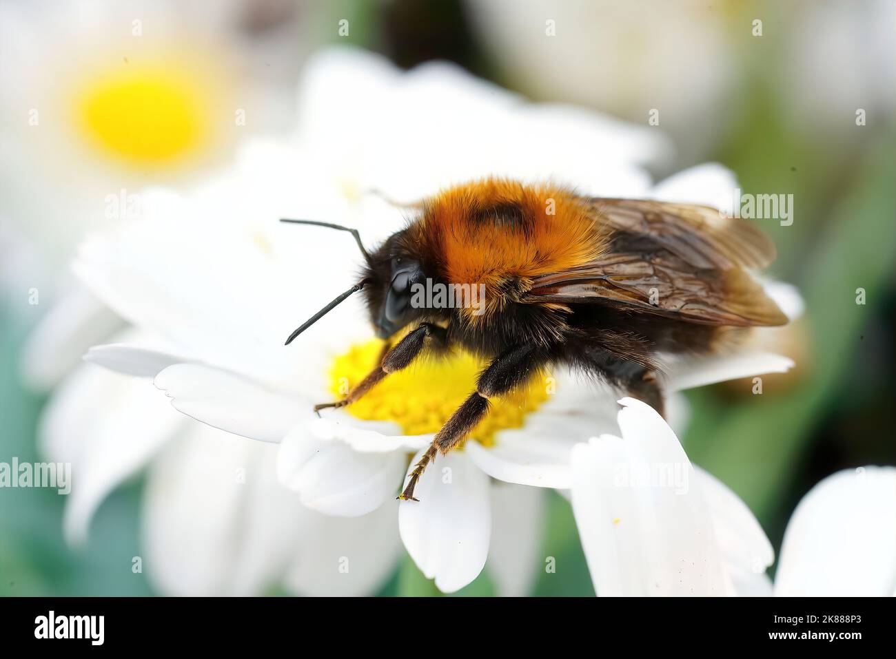 Closeup on a queen tree bumblebee, Bombus hypnorum sitting on a white ...