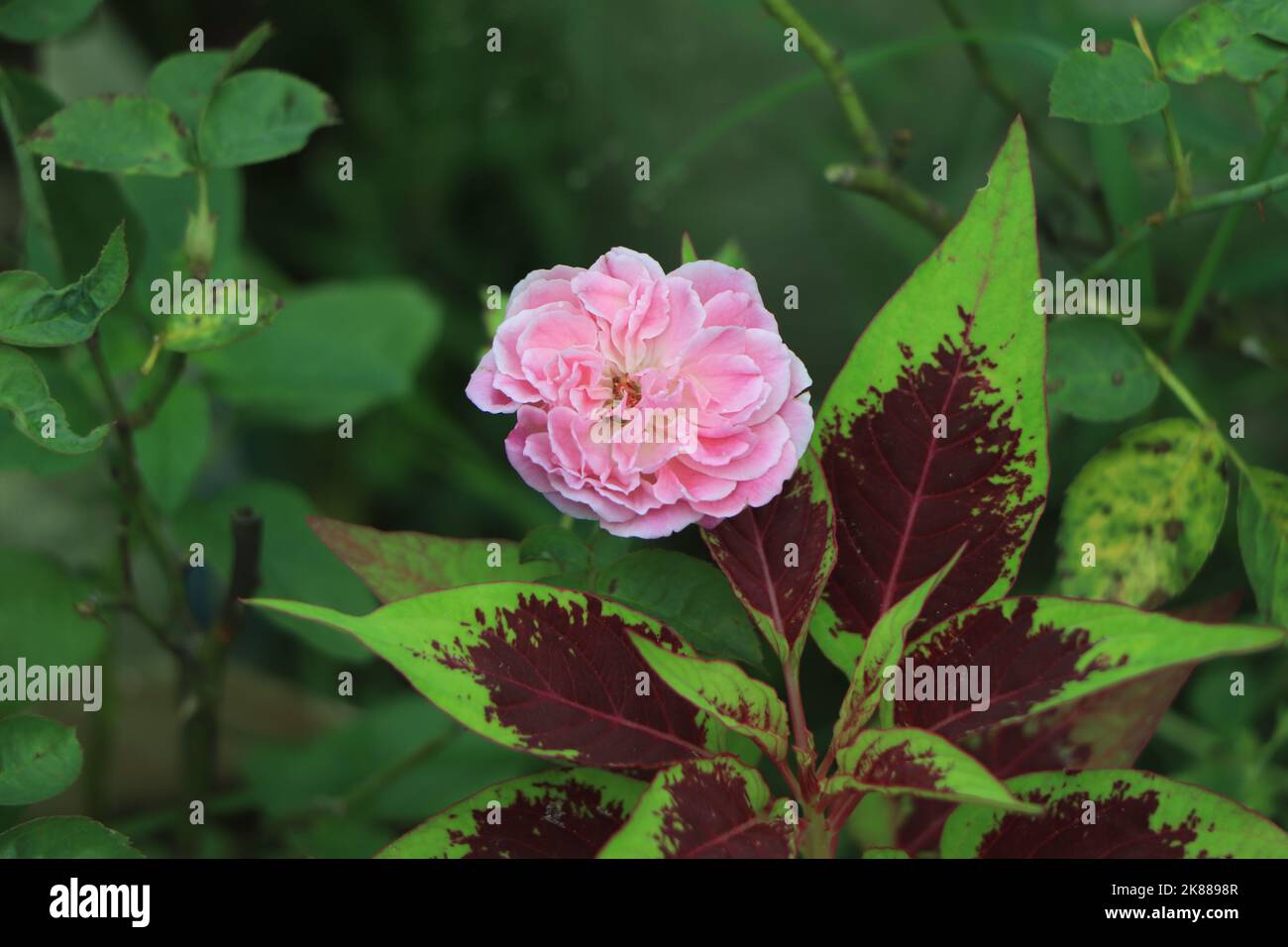 English roses garden in gazipur city, Bangladesh Stock Photo - Alamy