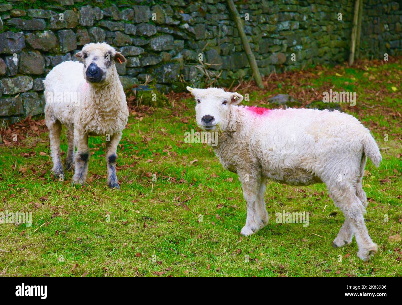 Sheep shearing enclosure hi-res stock photography and images - Alamy