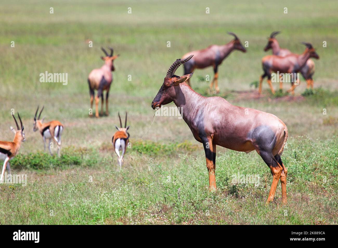 Antelopes topi (Damaliscus lunatus jimela) and Thomson's gazelles ...