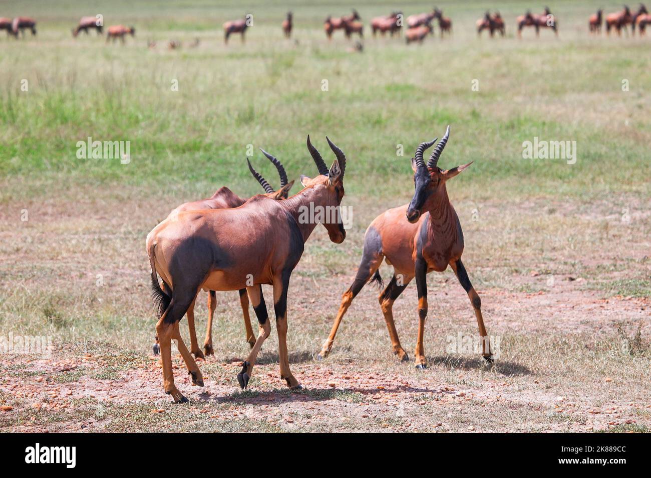 Fighting antelopes topi (Damaliscus lunatus jimela) in the Masai Mara ...