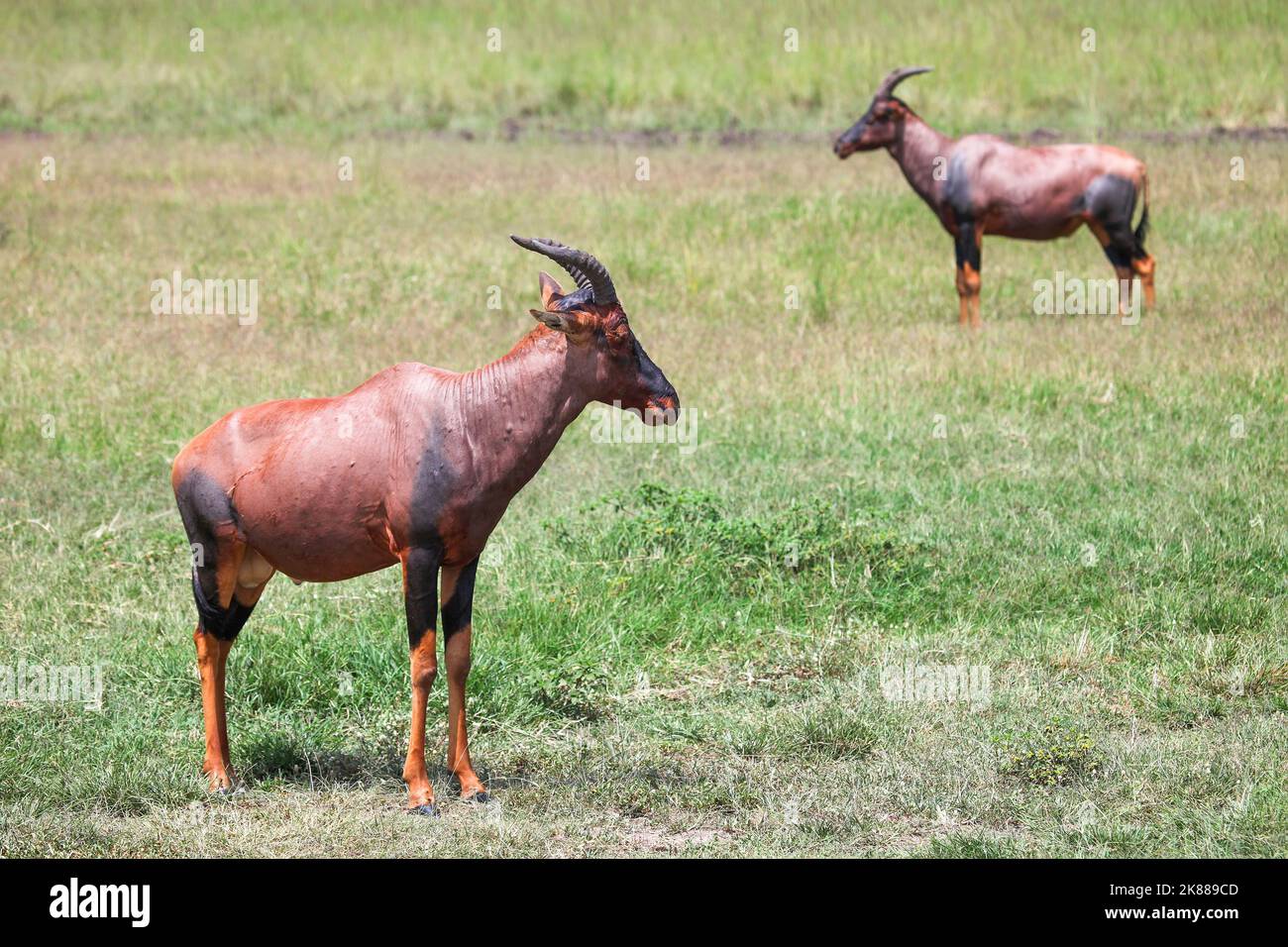 Antelope topi (Damaliscus lunatus jimela) in the Masai Mara National ...