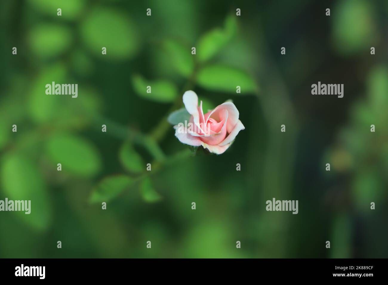 Coral rose flower in roses garden. Top view. Soft focus Stock Photo - Alamy