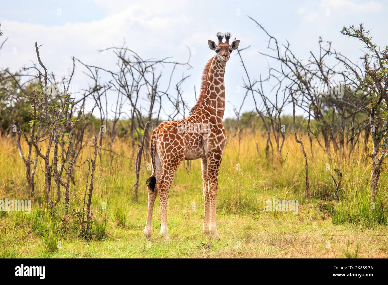 Baby Nubian giraffe (Giraffa camelopardalis camelopardalis) in the ...