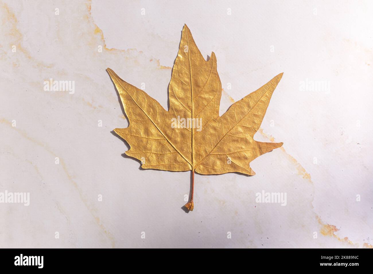 Golden maple autumn leaves on white Stock Photo - Alamy